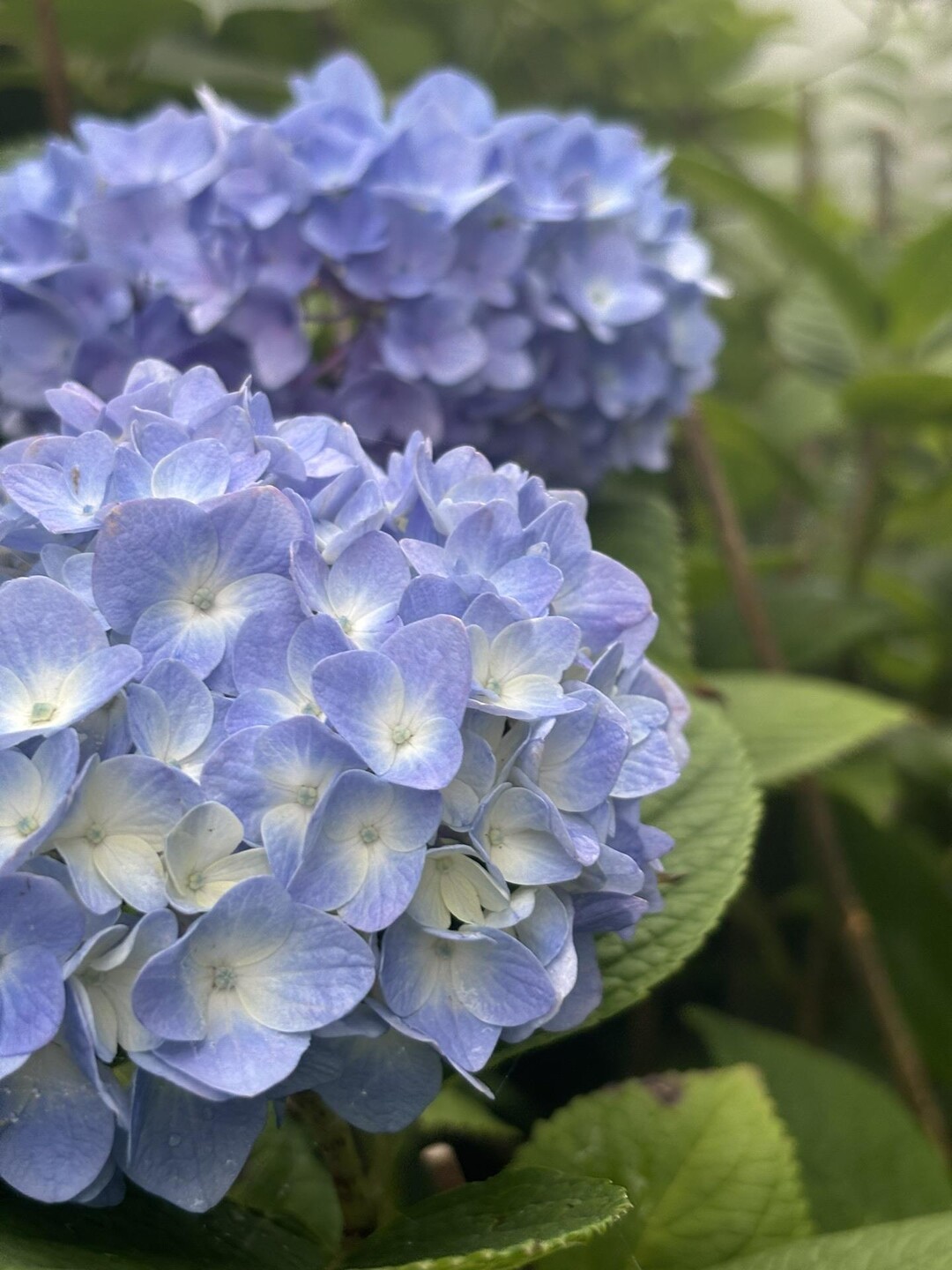 家族で弥彦山‼️ / kkoさんの角田山の活動データ | YAMAP / ヤマップ