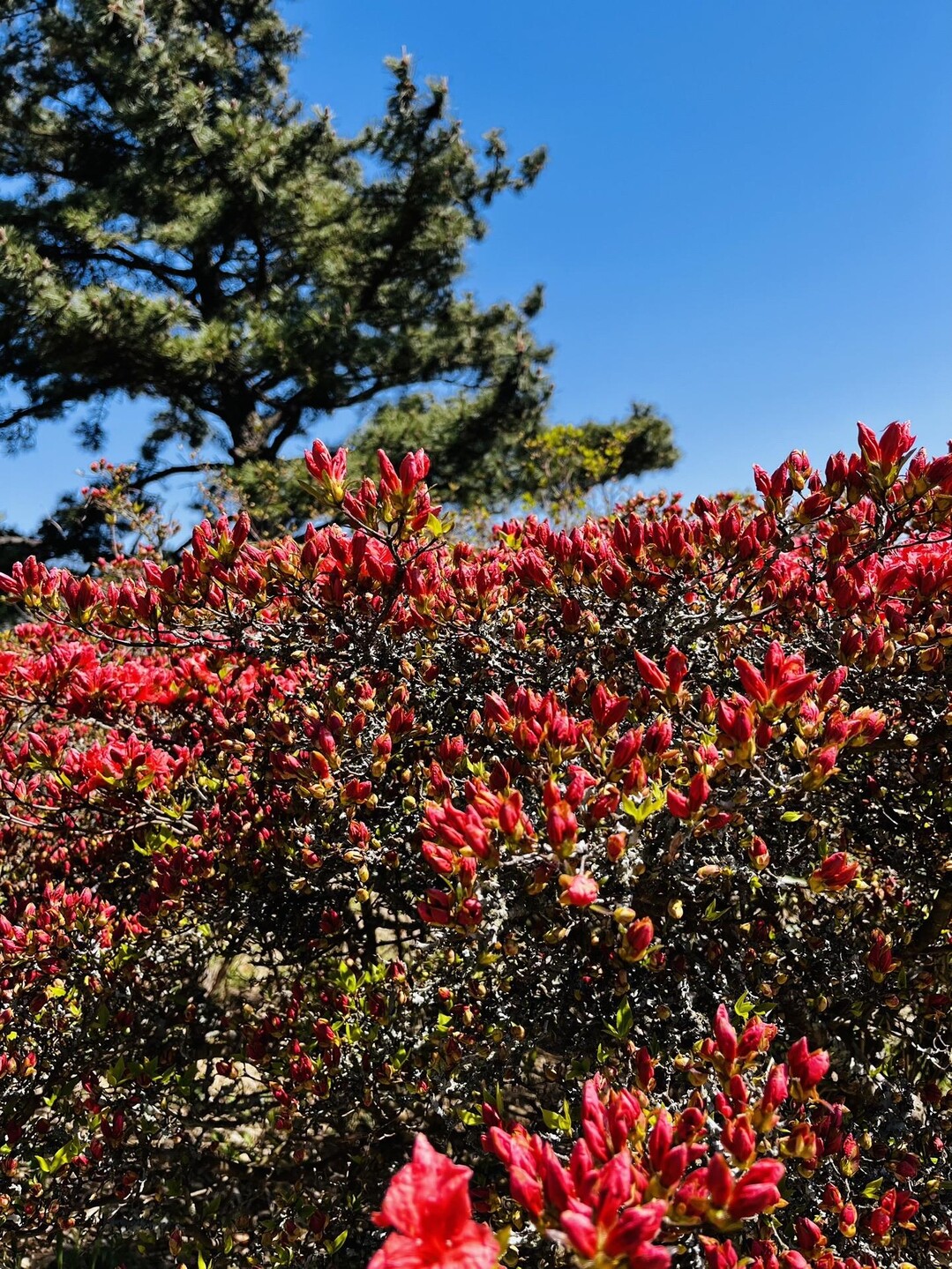 ツツジとカタクリを見に大和葛城山へ / minnさんの金剛山・二上山・大和葛城山の活動データ | YAMAP / ヤマップ