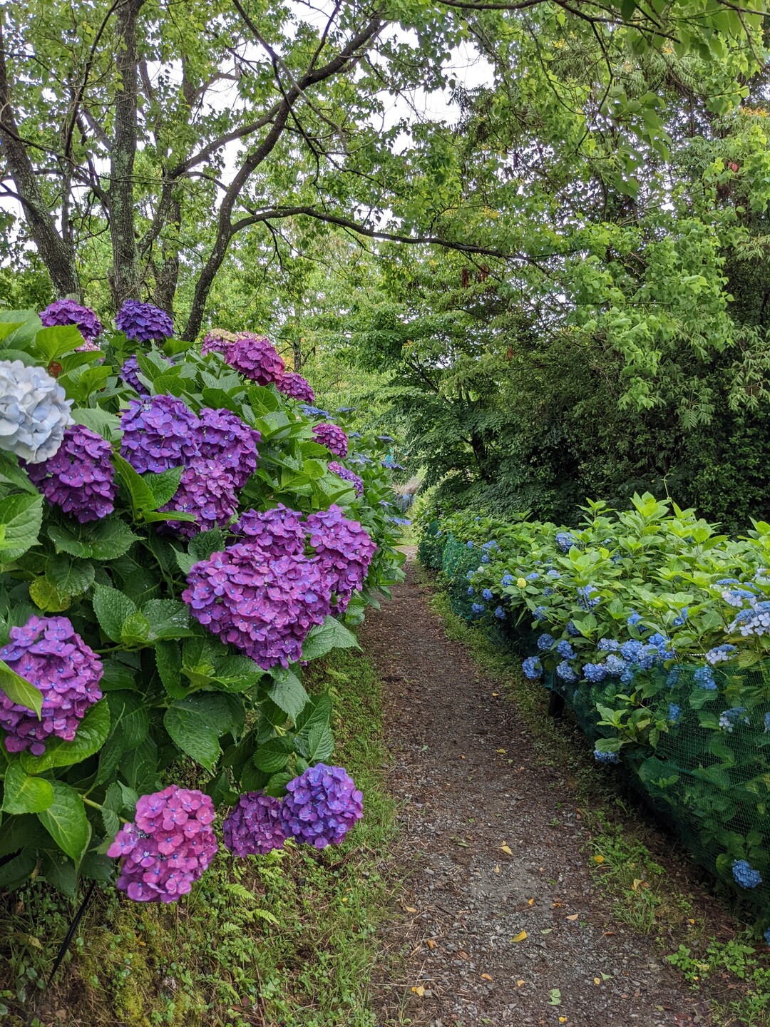 朝倉市 甘木公園から大平山へ / mkhkさんのウォーキングの活動日記 | YAMAP / ヤマップ