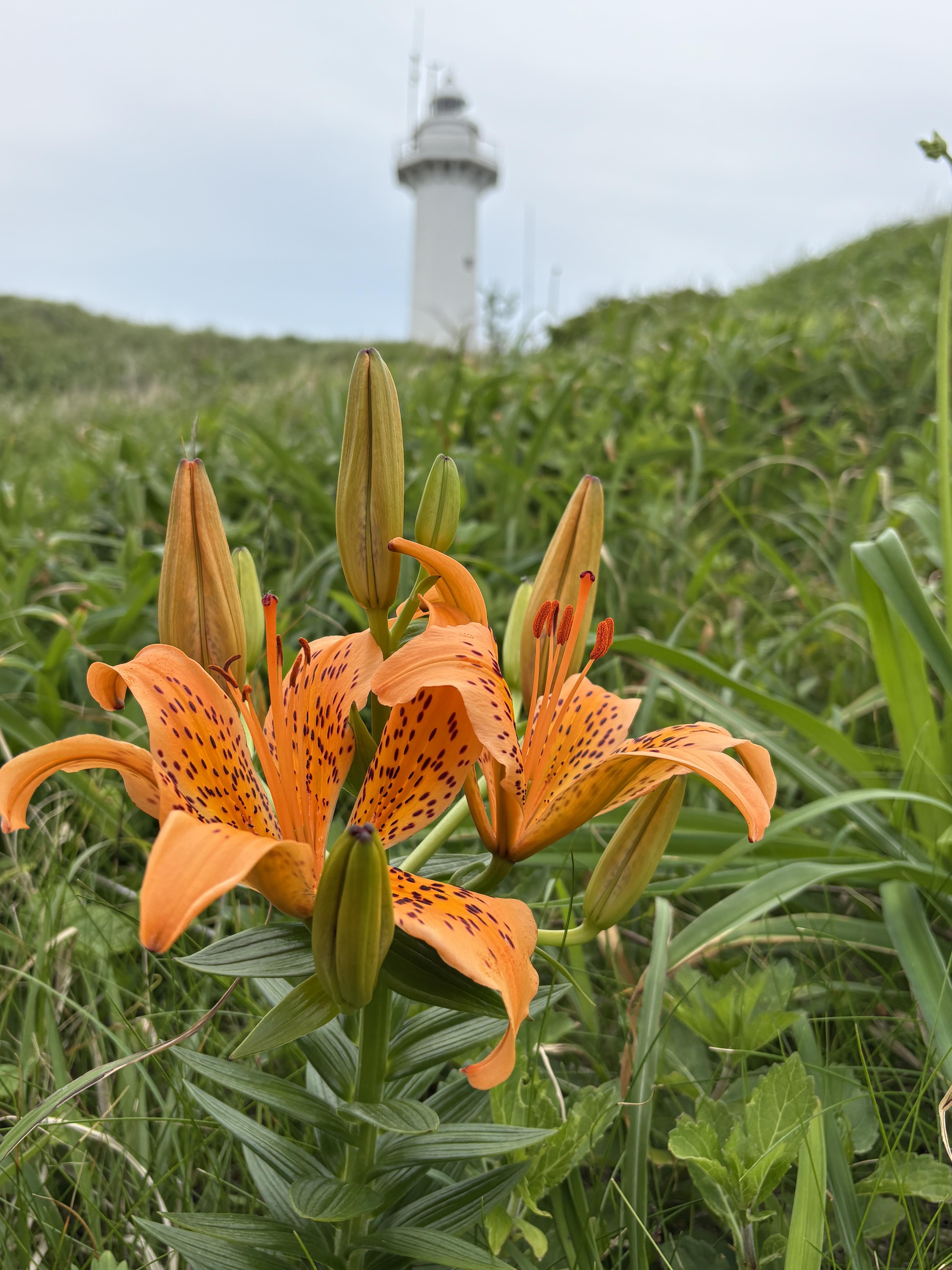 佐渡の最終日 https://youtu... / yamamurasakiさんのモーメント | YAMAP / ヤマップ