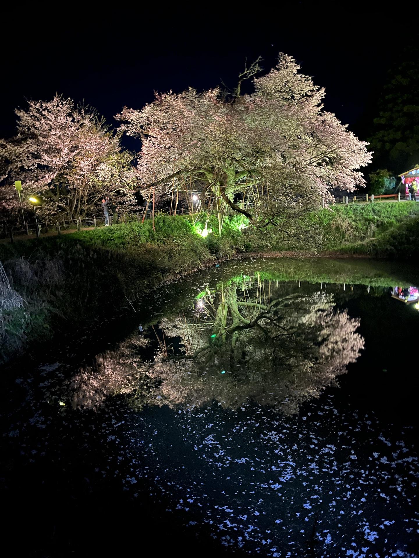 2025年桜集🌸今年もたくさんありがと... / ma.sa.さんのモーメント | YAMAP / ヤマップ