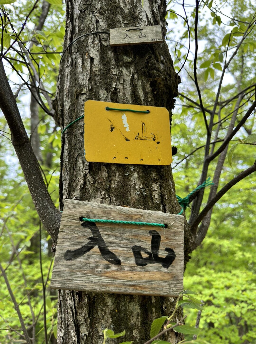 裏八溝歩いてみました🚶‍♀️🌼 / chi-zuさんの八溝山・池ノ平の活動日記 | YAMAP / ヤマップ