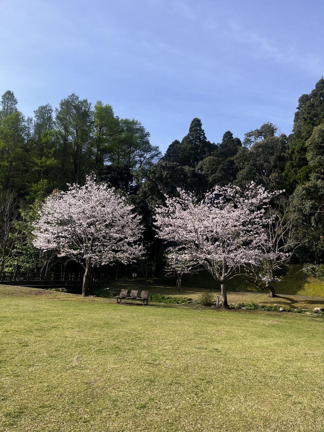 2024-03-31-1007☀️90/365 / たま🥰さんのウォーキングの活動データ | YAMAP / ヤマップ