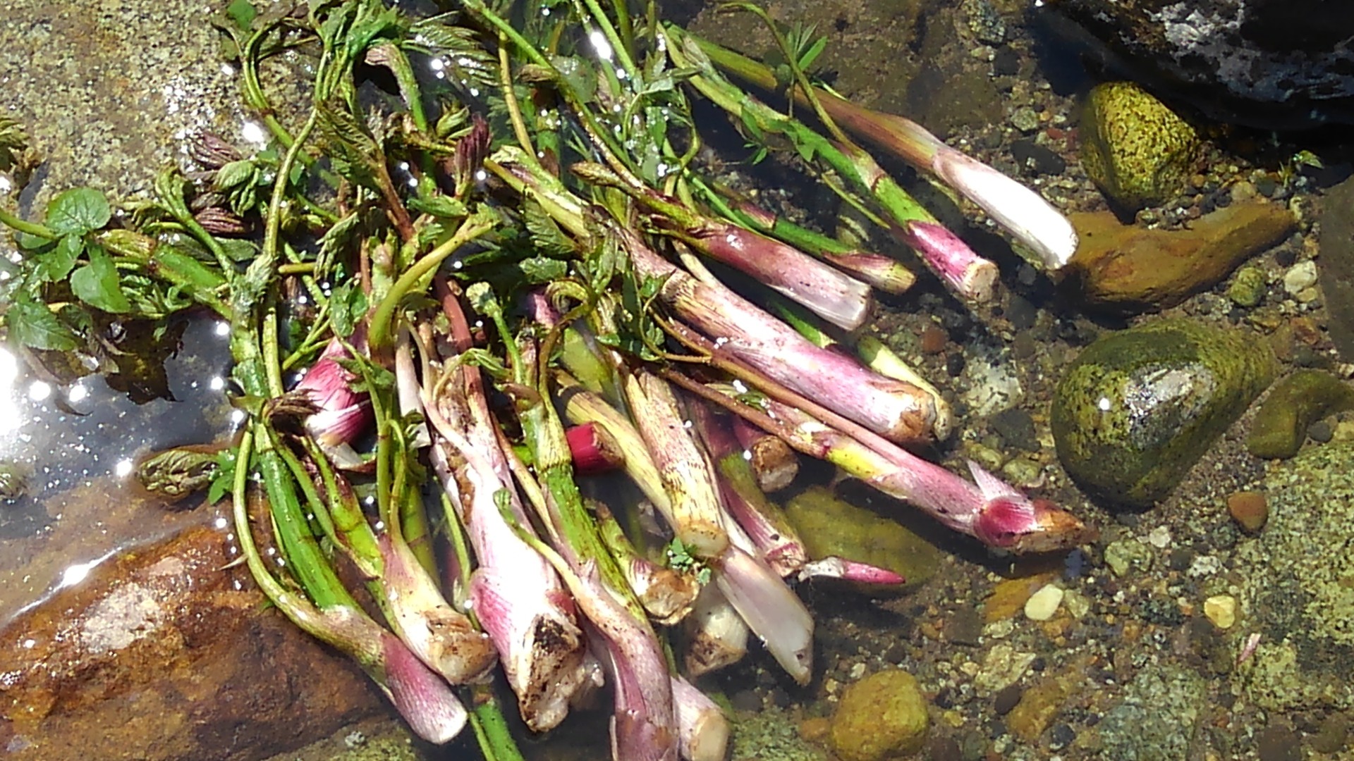 山菜採り-2020-04-25 / TDMさんの尖山の活動データ | YAMAP / ヤマップ