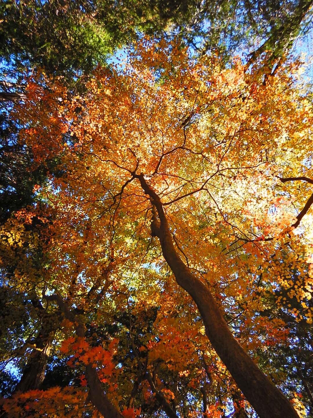 武甲山 / dai-modeさんの武甲山・伊豆ヶ岳・小持山の活動データ | YAMAP / ヤマップ