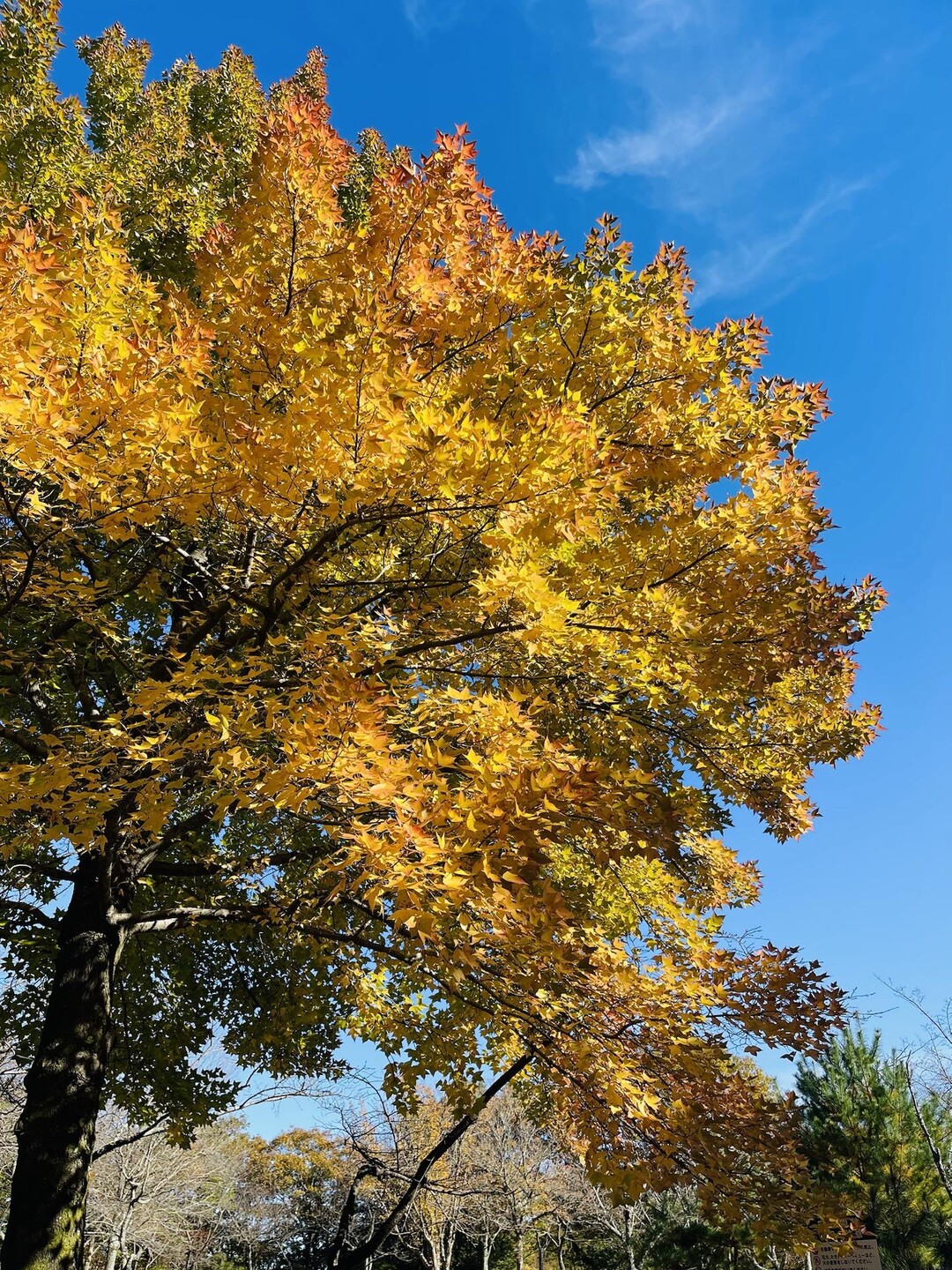 草履屋・桜番所(飯盛)・飯盛山(勇守山) / MSKさんの多度山・美濃松山・石津御嶽の活動データ | YAMAP / ヤマップ
