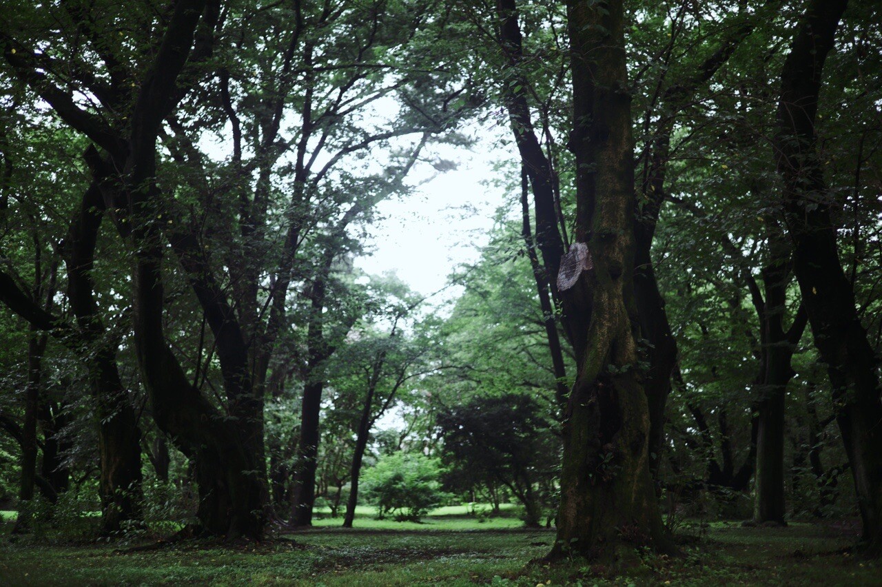 雨上がりの森を走ると土の匂いが立ち込めて... / Go Andoさんのモーメント | YAMAP / ヤマップ