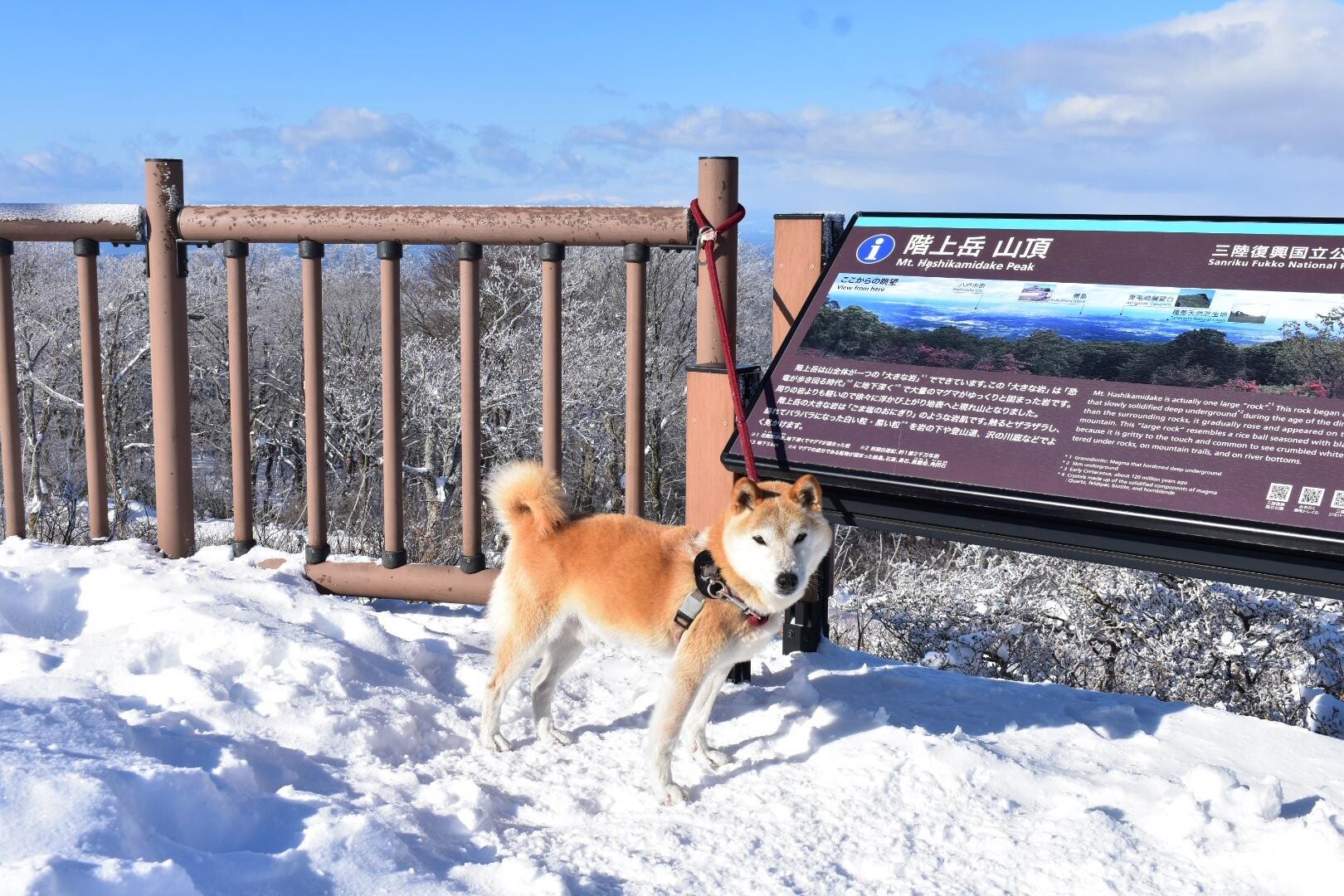ワンコと階上岳 / t-timeさんの階上岳（種市岳・臥牛山）・久慈平岳の活動日記 | YAMAP / ヤマップ
