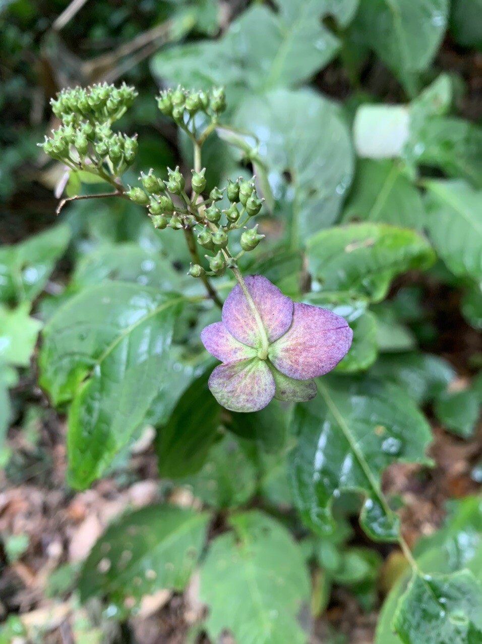 お花って良いですね♬ / Sunさんのモーメント | YAMAP / ヤマップ