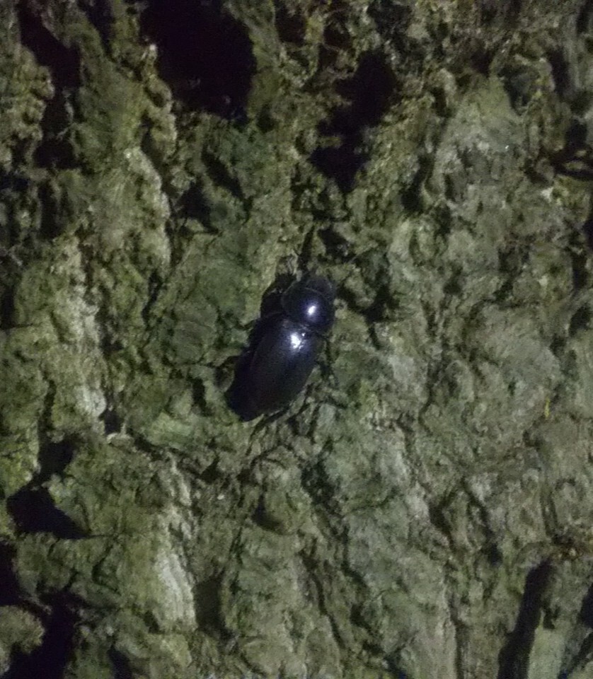 まだ少し時期が早いのかな。 今晩は2.5... / tottinさんのモーメント | YAMAP / ヤマップ