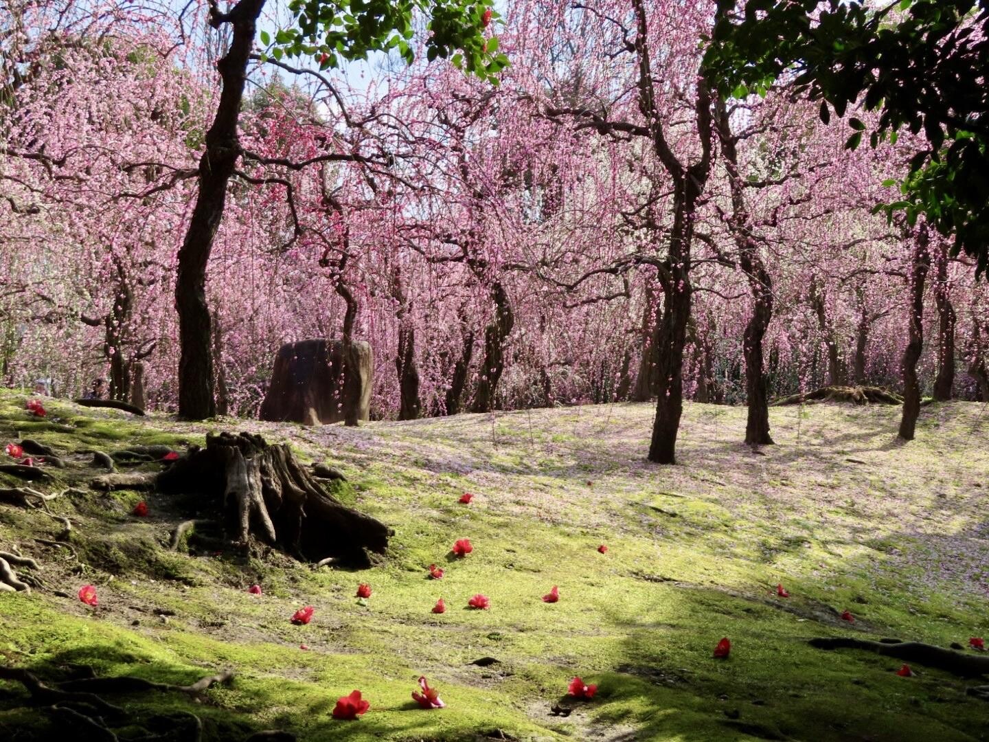 城南宮で枝垂れ梅を満喫😆 / otaksaさんの貴船山・鞍馬山の活動データ | YAMAP / ヤマップ