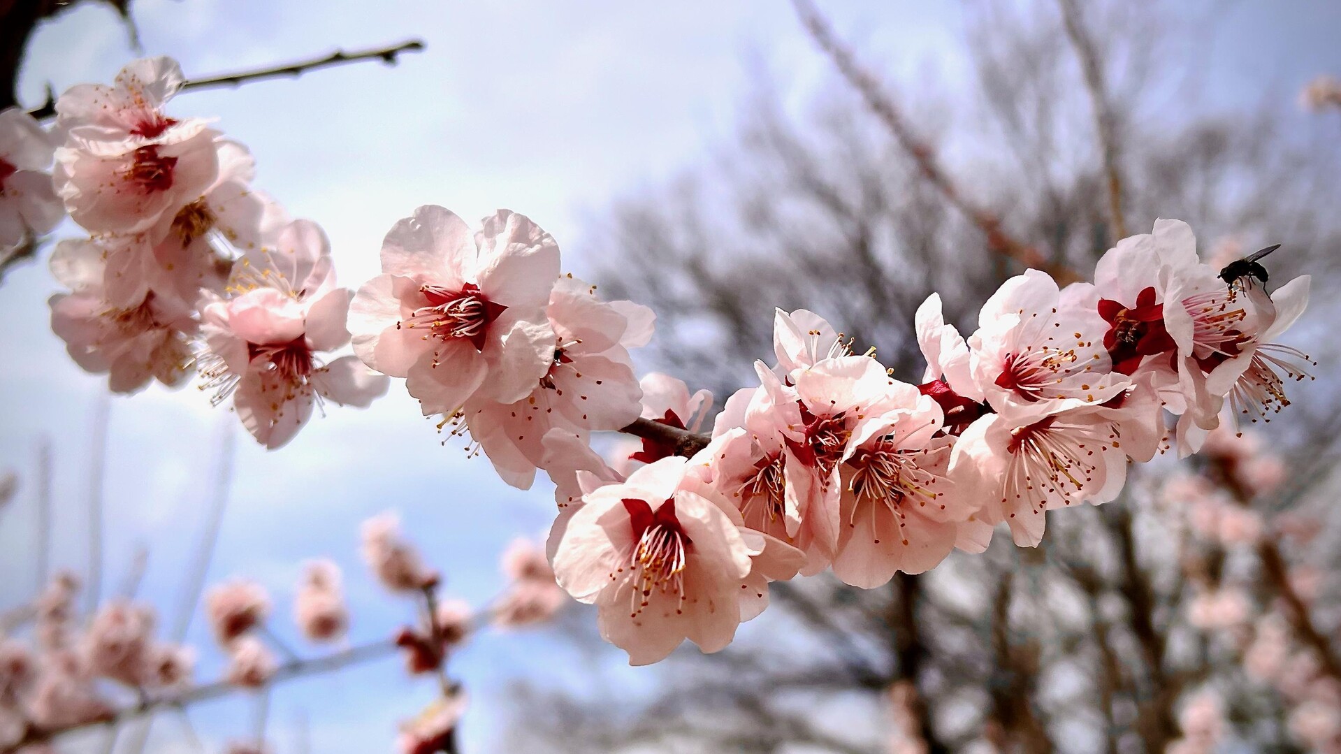 🌸平尾富士🌸 / George-Mさんの平尾富士（平尾山）・閼伽流山の活動日記 | YAMAP / ヤマップ
