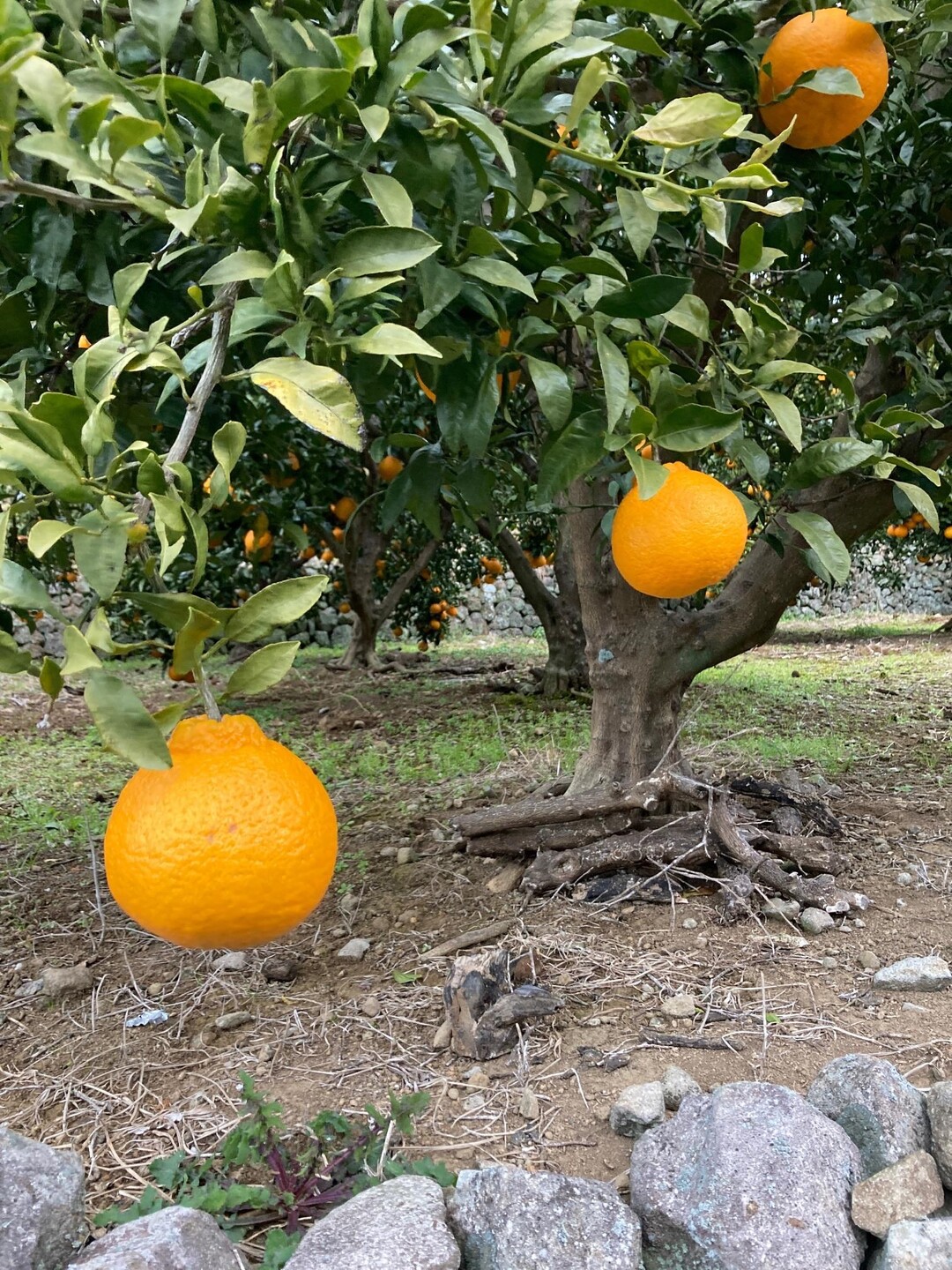 クリア ️今年のやり残し（雄岳・大岳） / IMATさんの白山・大岳・雄岳の活動データ | YAMAP / ヤマップ