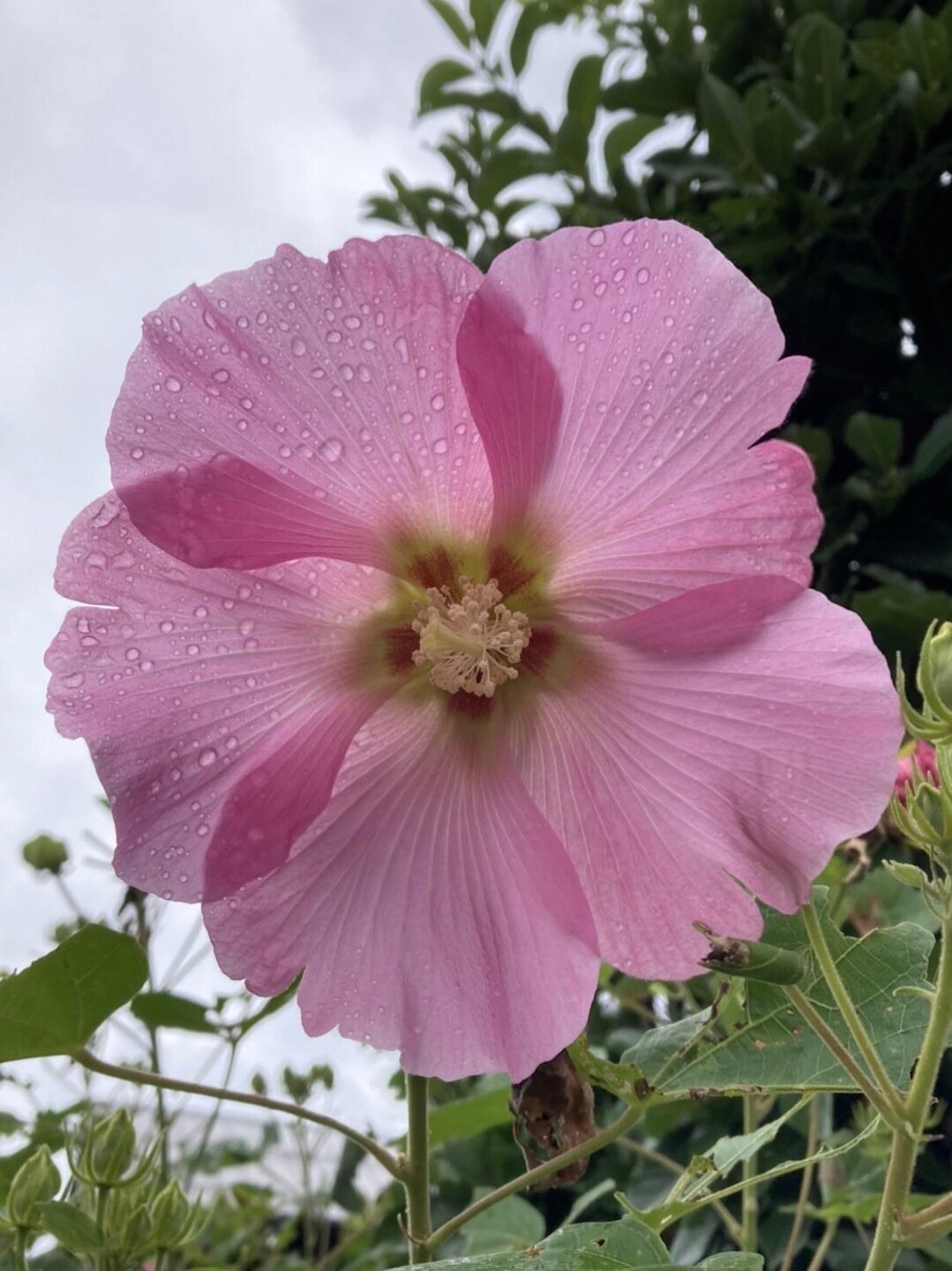 我が家の裏庭で花活(o˘ ︎˘o)♪︎ ... / 💖🐰Roco🐰💖さんのモーメント | YAMAP / ヤマップ