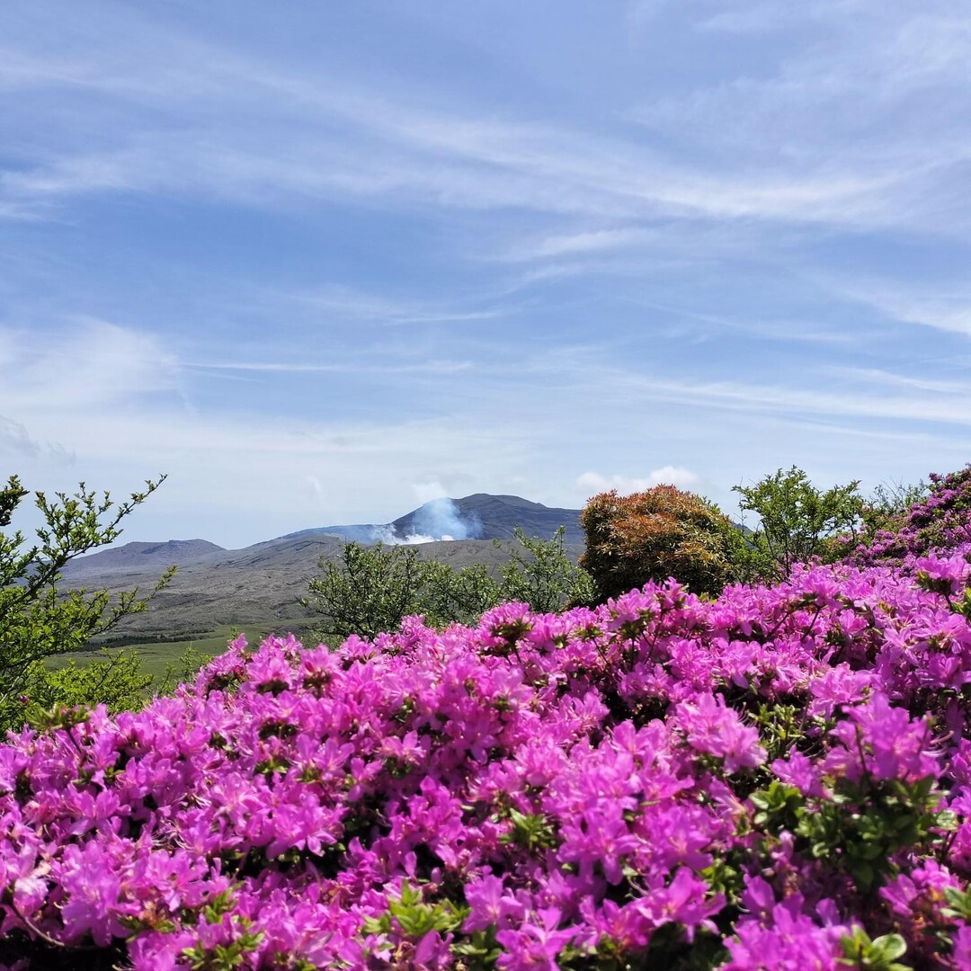 🌸仙酔峡 vs 草千里🌸 / Shino_530さんの阿蘇山・高岳・根子岳の活動データ | YAMAP / ヤマップ