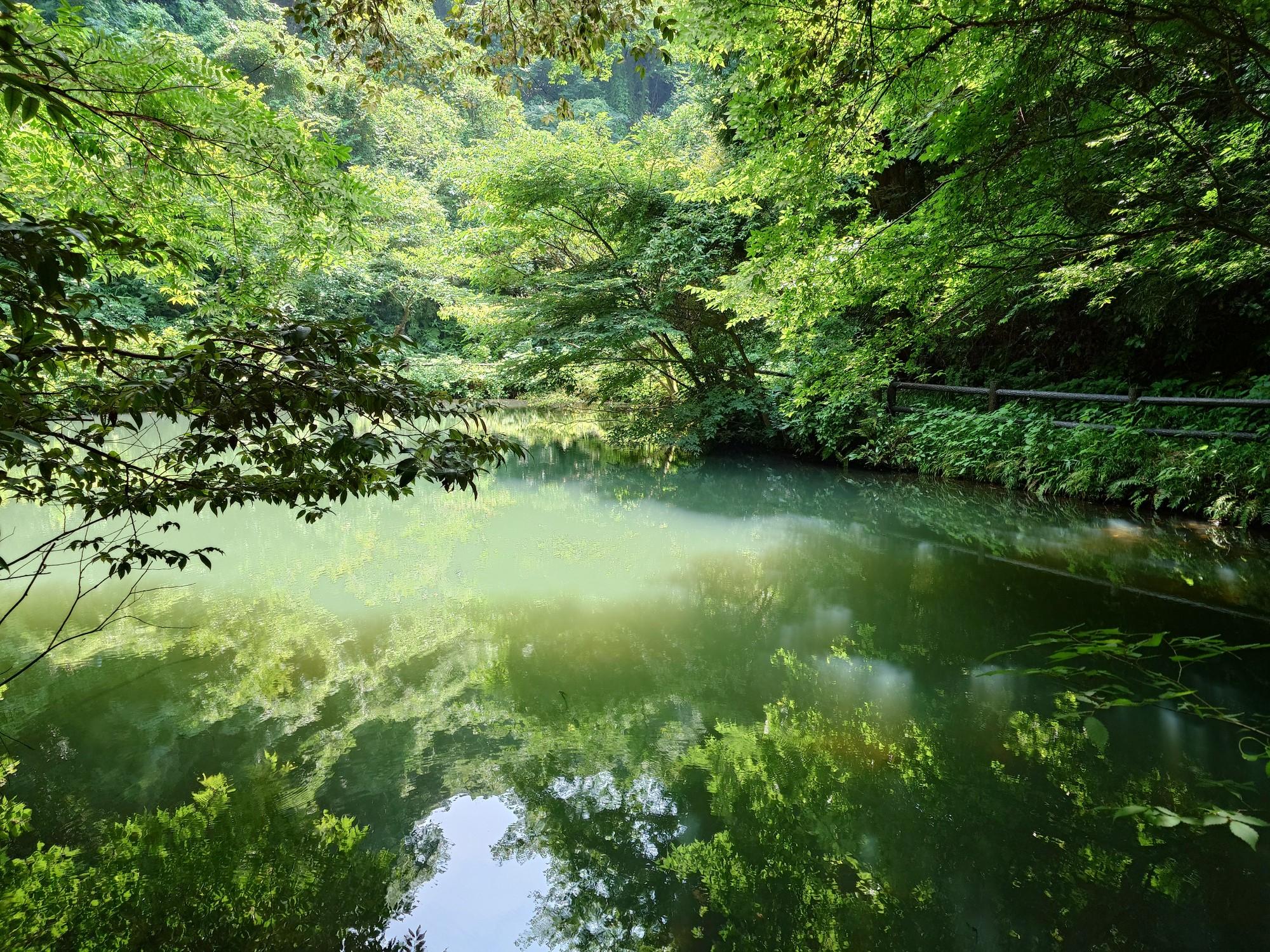YRP水辺公園、聖なる池の特別開放(半夏... / Pさんのモーメント | YAMAP / ヤマップ