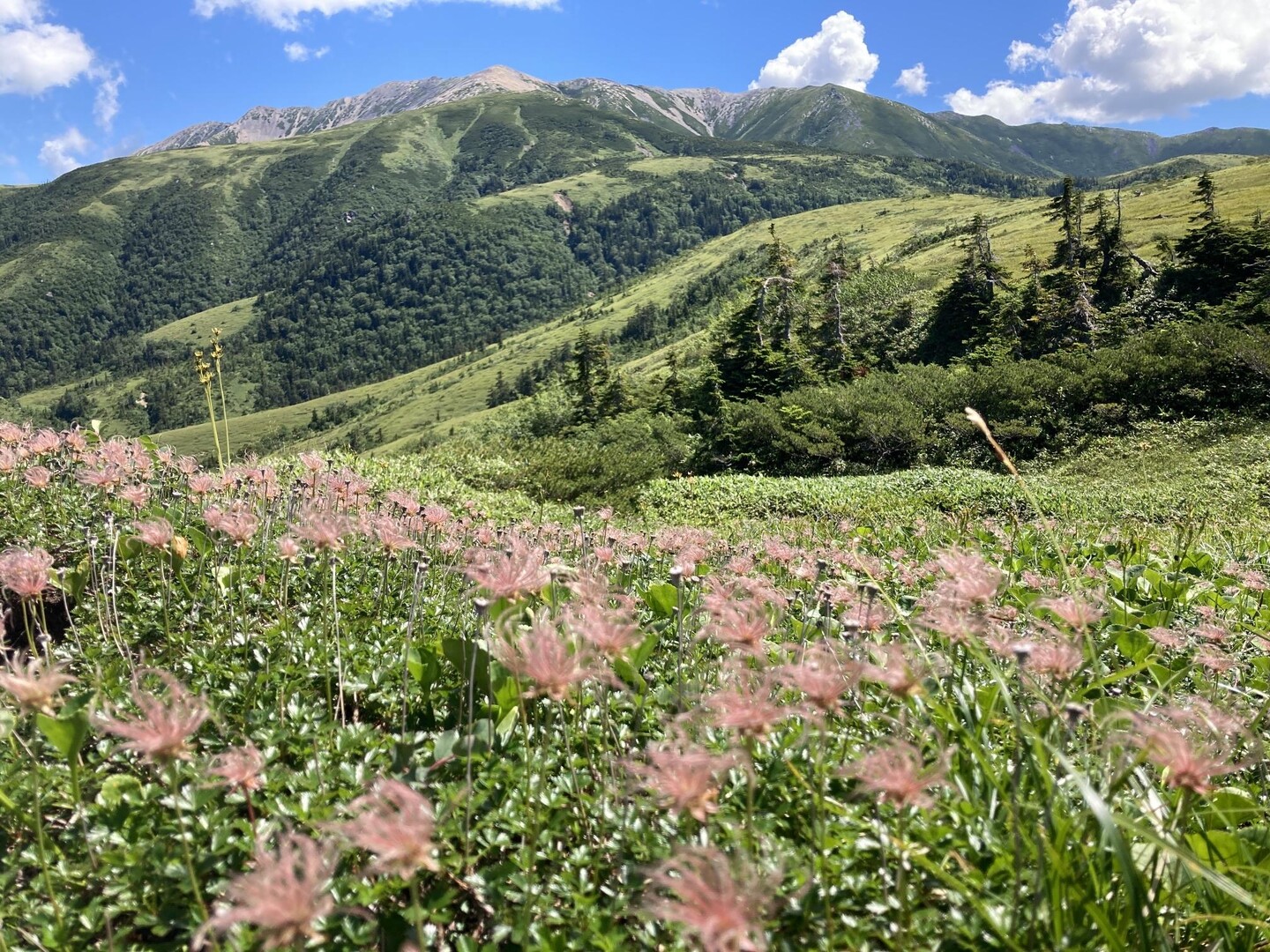 薬師岳（日帰り） / mi_chicoさんの水晶岳・薬師岳・黒部五郎岳の活動データ | YAMAP / ヤマップ
