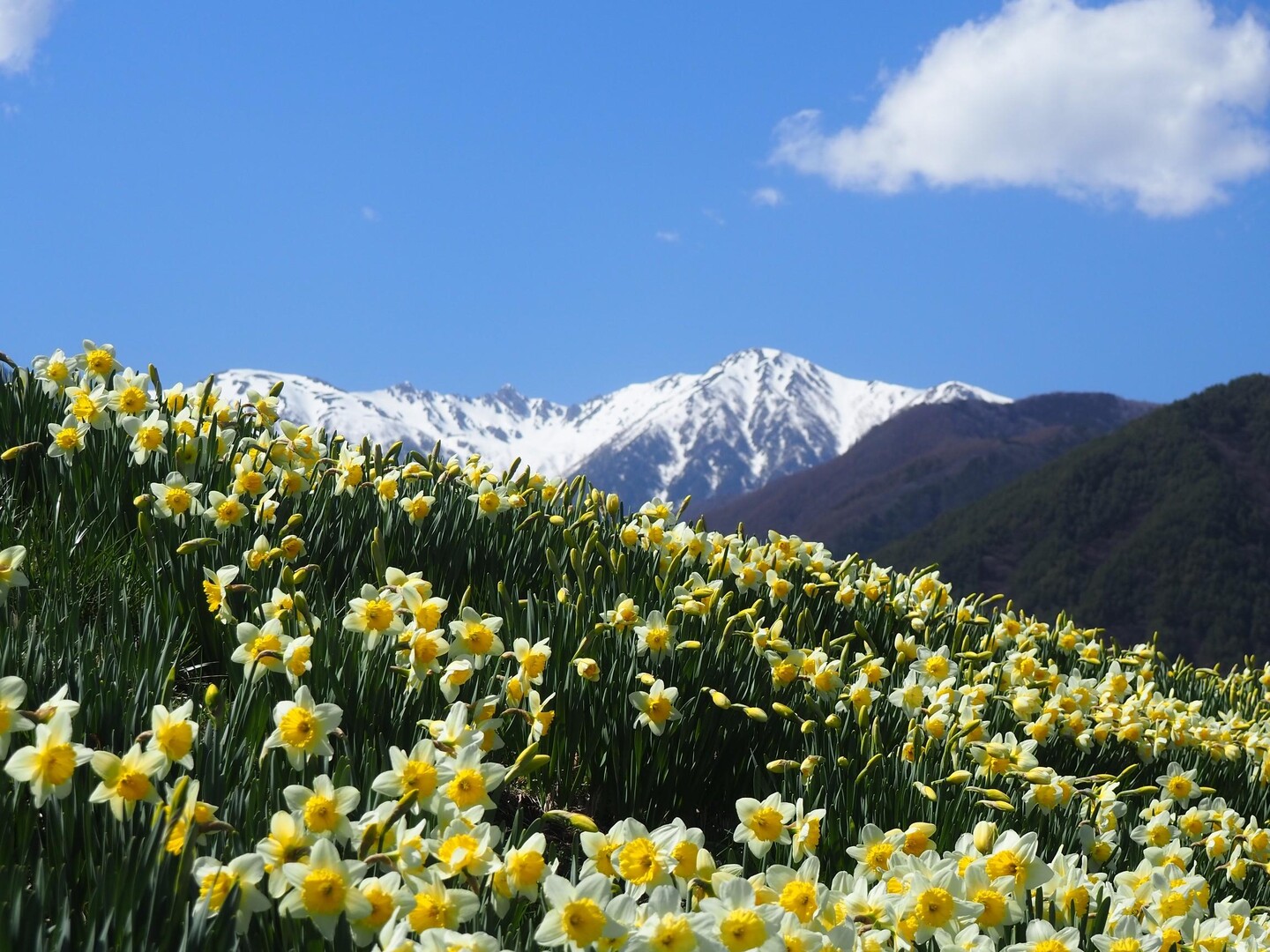 スイセンと駒ヶ岳 / bonjourさんのモーメント | YAMAP / ヤマップ