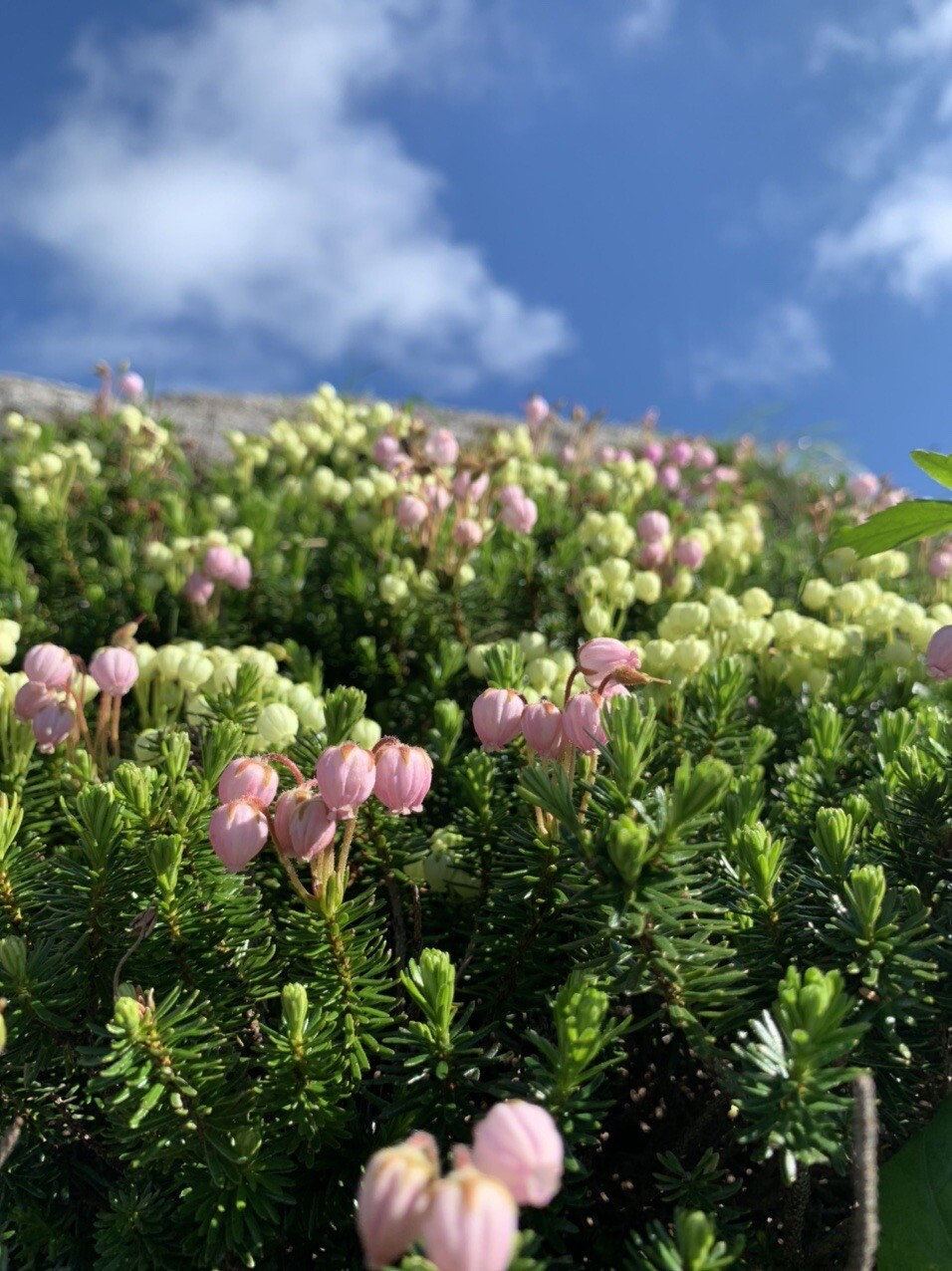 盛夏の百名山 トムラウシ山 / kan J.さんの大雪山系・旭岳・トムラウシの活動データ | YAMAP / ヤマップ