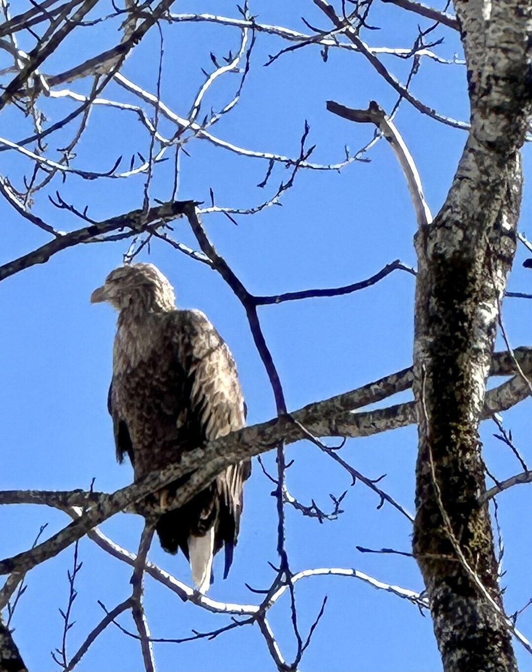 ウォーキング-2024-02-04 / rucola_hakkoさんのウォーキングの活動データ | YAMAP / ヤマップ
