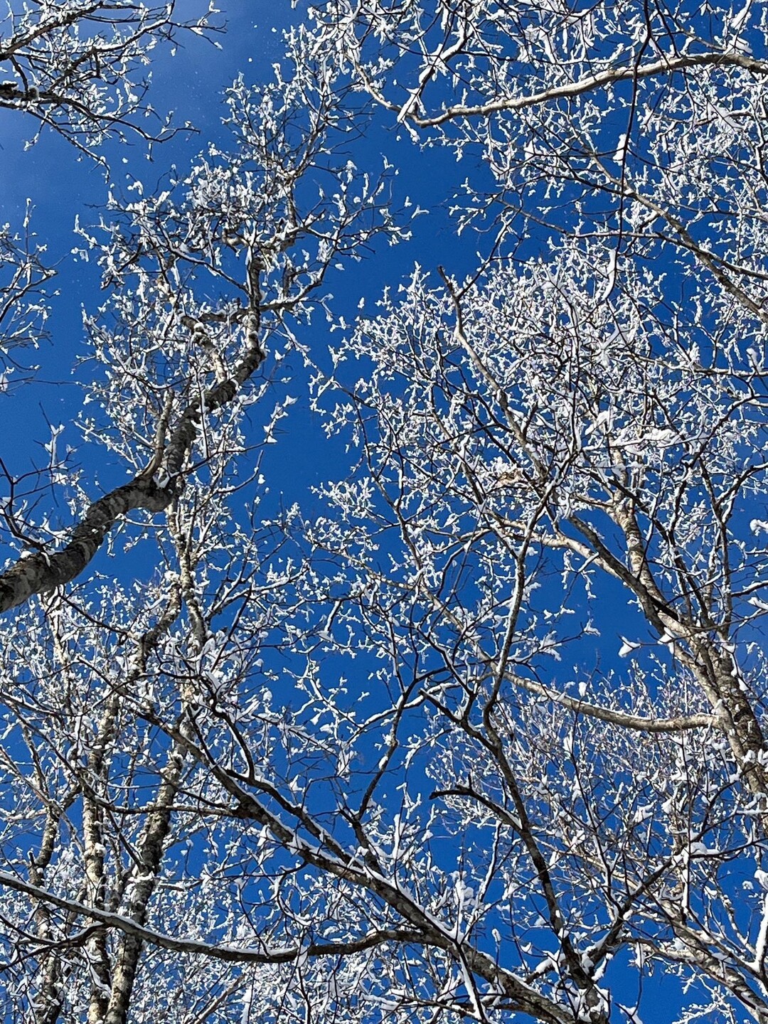 お山お初は仁頃山-2024-01-07 / tanakaさんの仁頃山の活動データ | YAMAP / ヤマップ