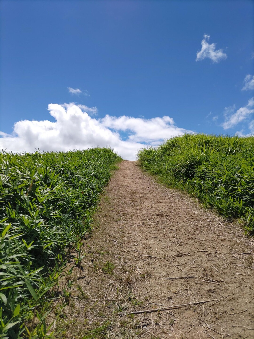 大和葛城山 / T64さんの金剛山・二上山・大和葛城山の活動データ | YAMAP / ヤマップ