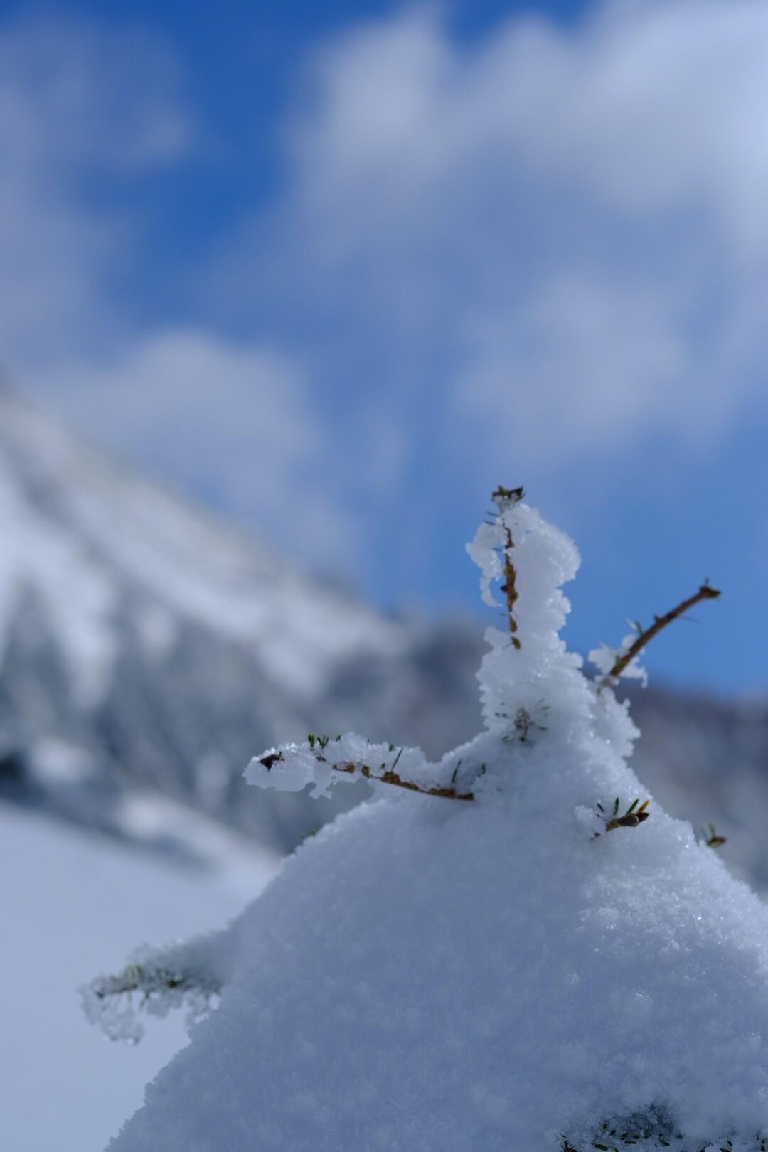 堂ヶ森⛄ / natsuさんの石鎚山・堂ヶ森・二ノ森の活動日記 | YAMAP / ヤマップ