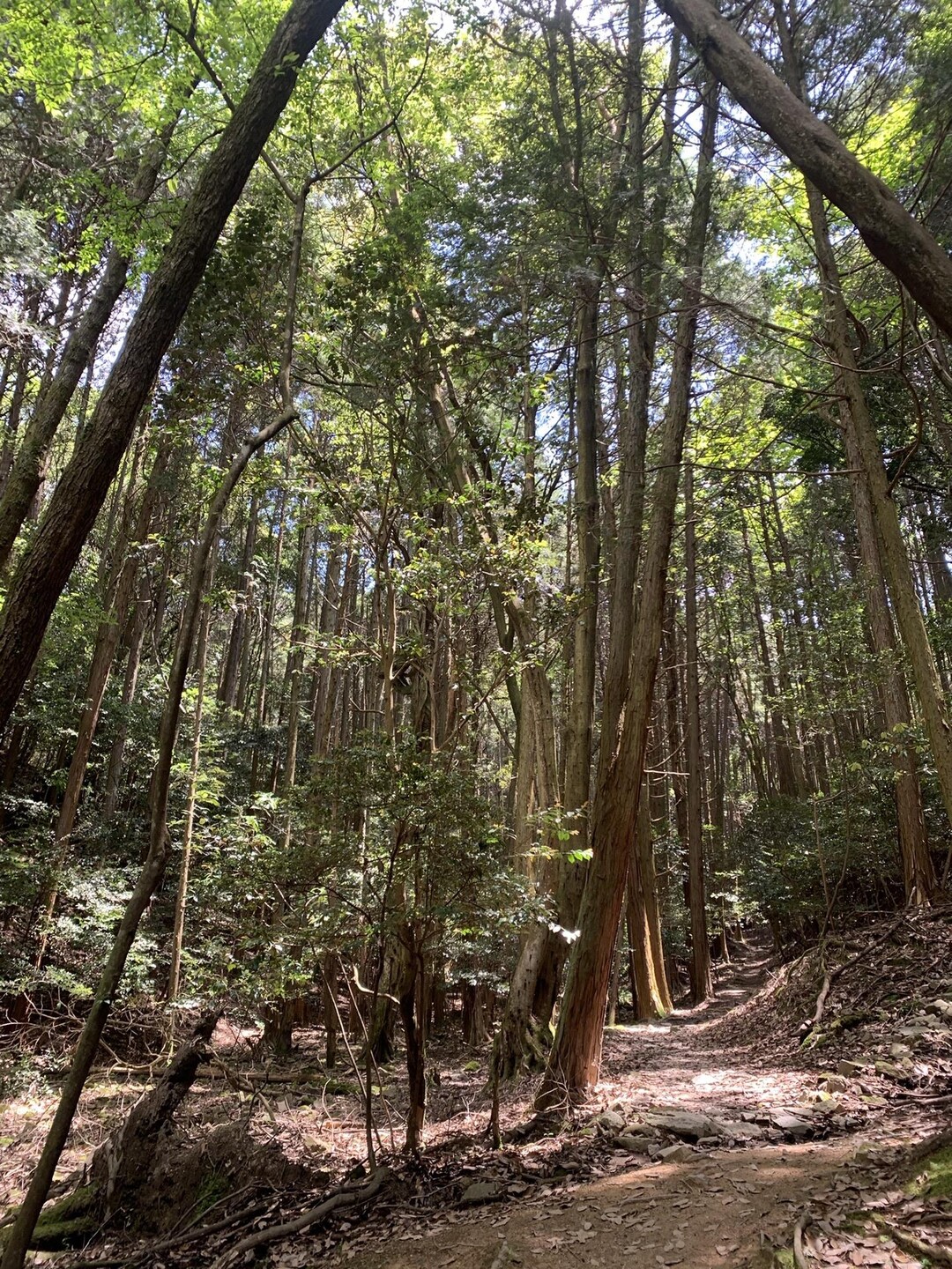 書写山 / YMO.Kさんの書写山・伊勢山・とんがり山の活動データ | YAMAP / ヤマップ