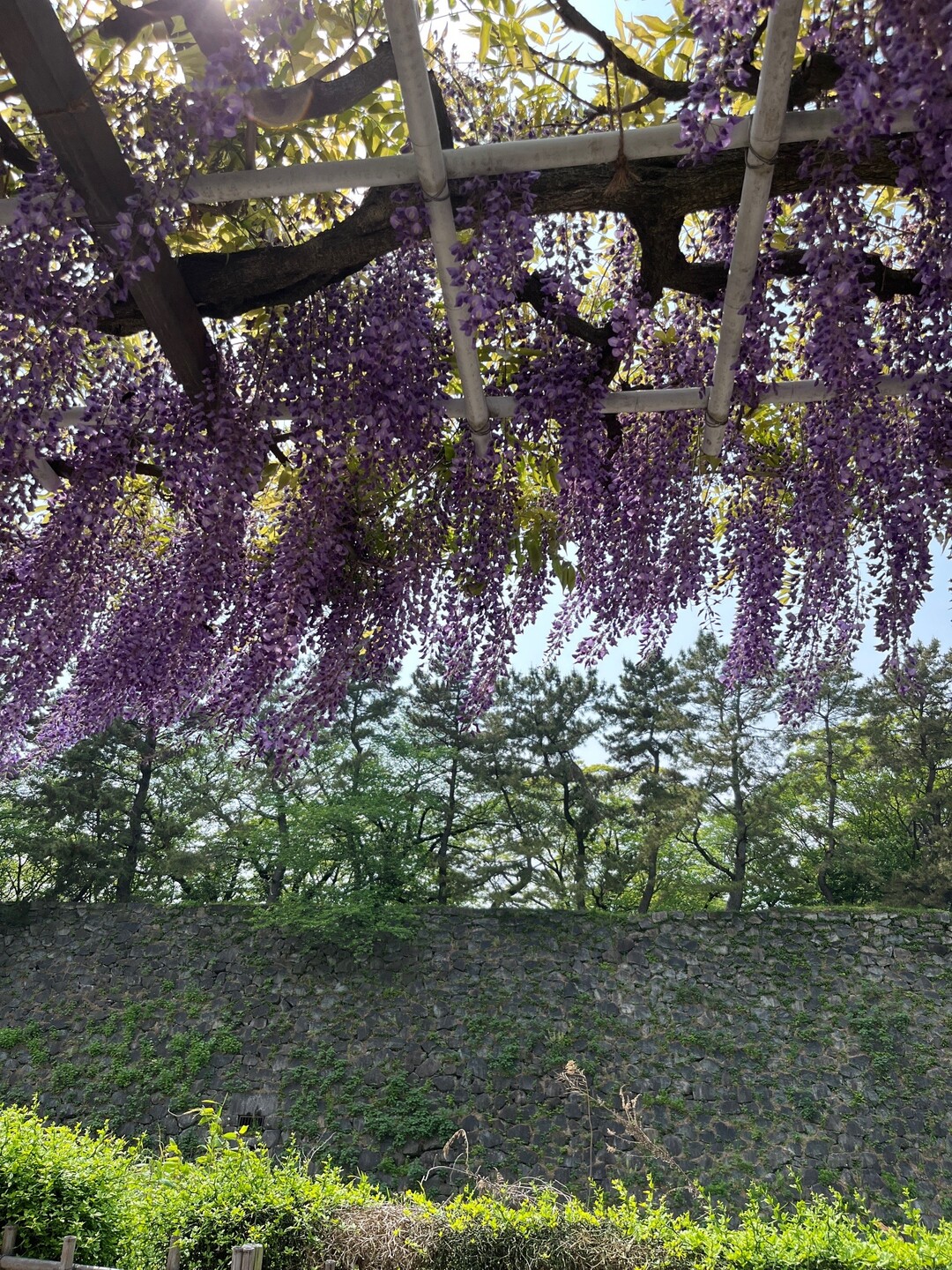 山を登った後時間があったのであるものを見... / kaoruさんのモーメント | YAMAP / ヤマップ