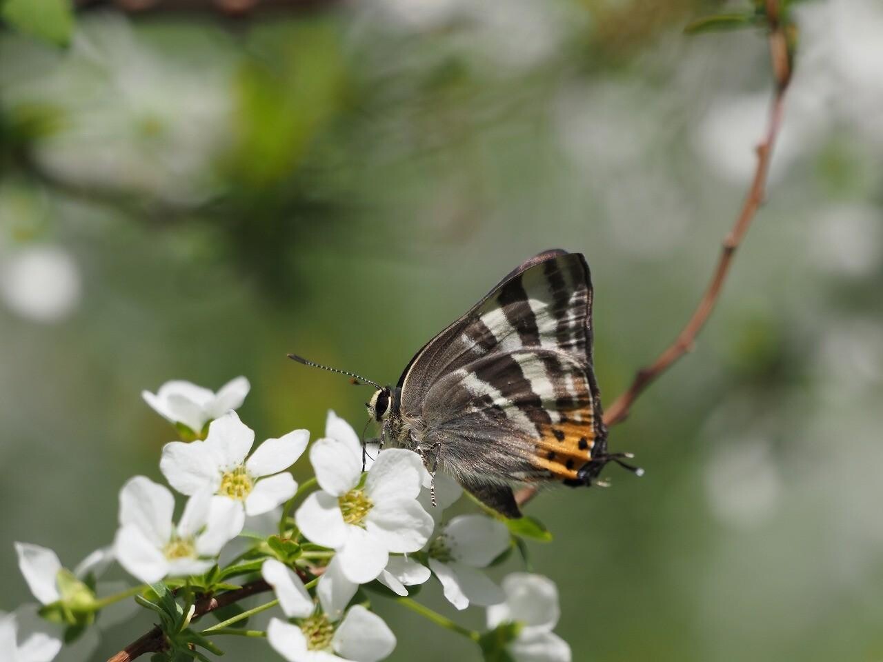 トラフシジミです。夏も見られますが、夏は... / JICKさんのモーメント | YAMAP / ヤマップ