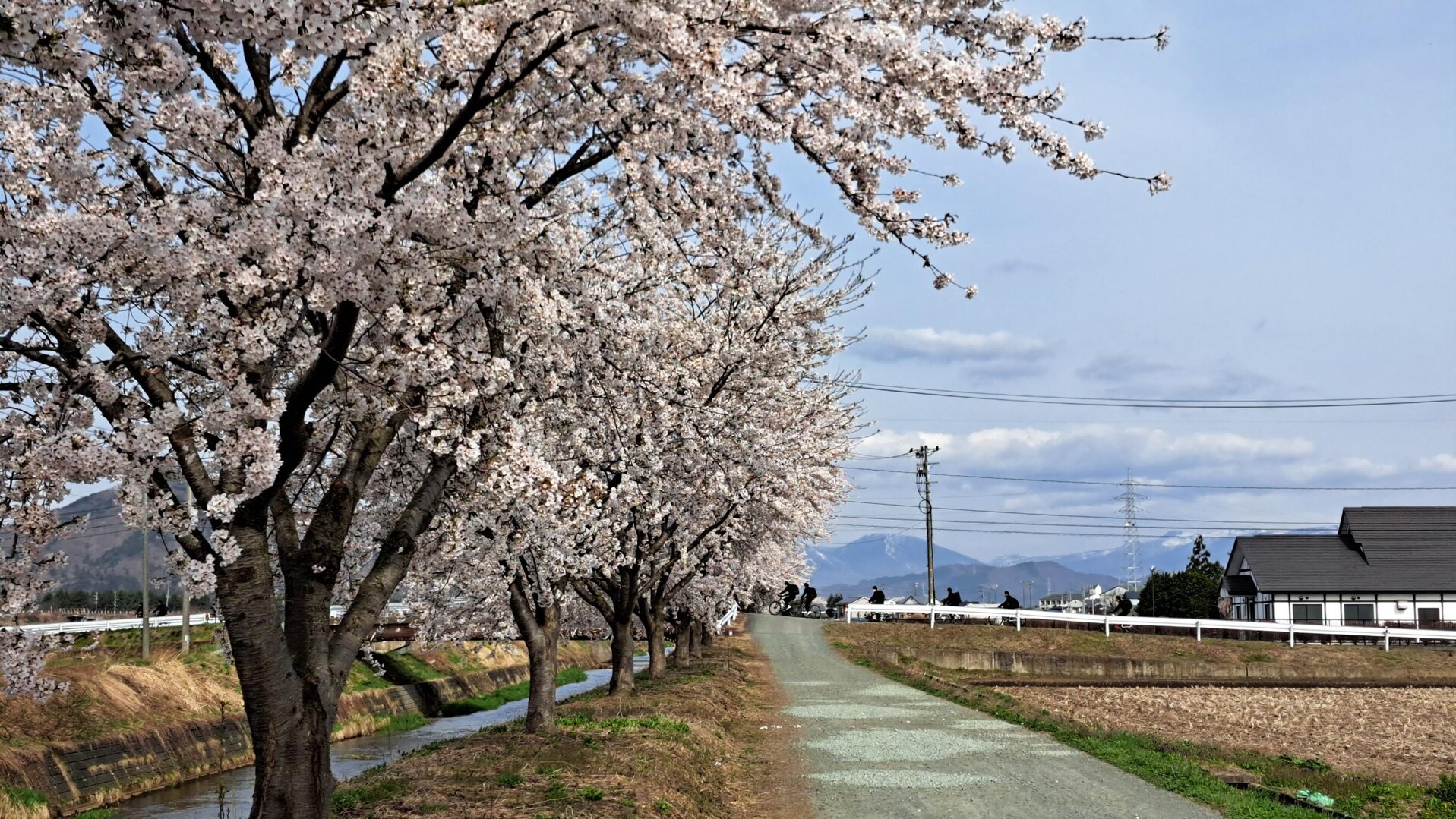 今年の盛岡の桜の開花はかなり早い💦 こ... / neeleさんのモーメント | YAMAP / ヤマップ