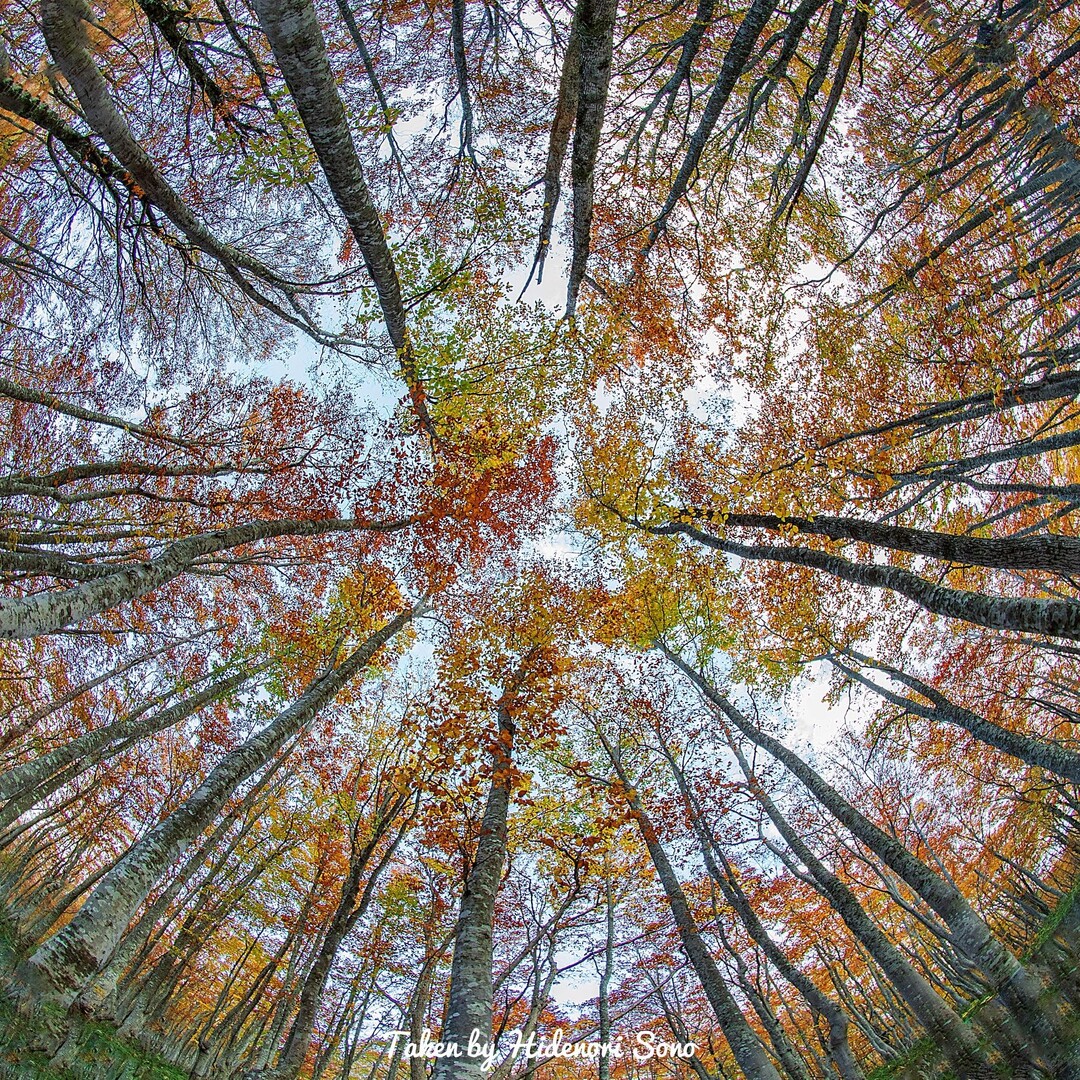 皆さん、おはようございます😃 八甲田... / Studio-O’nosさんのモーメント | YAMAP / ヤマップ