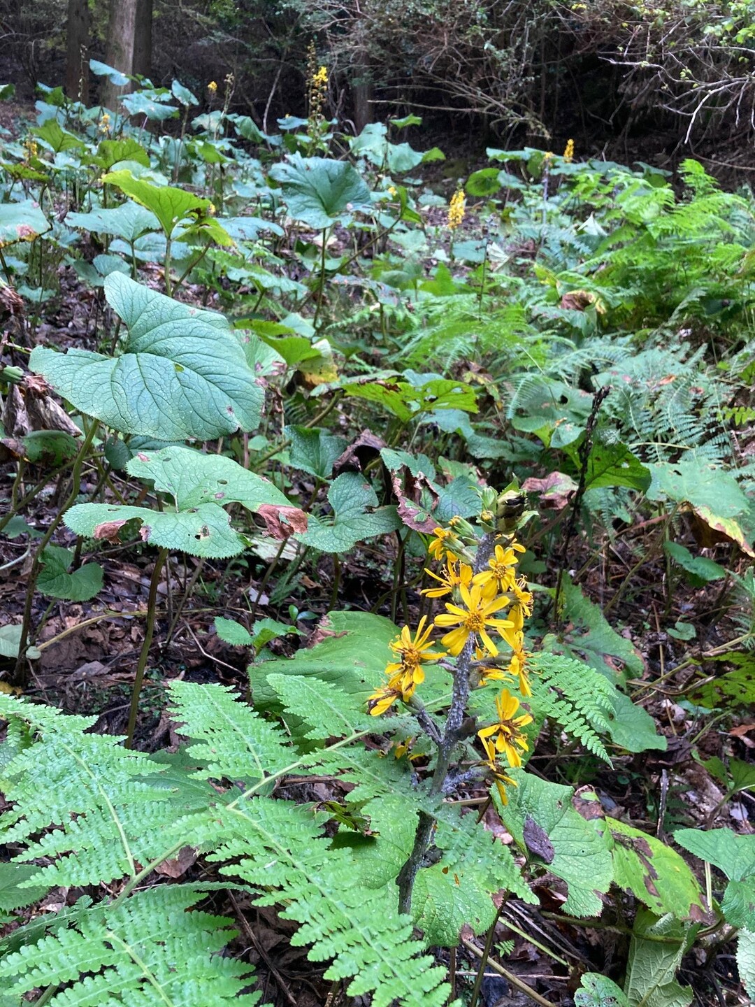 yasu oyaji:さんの投稿したフィールドメモ | YAMAP / ヤマップ