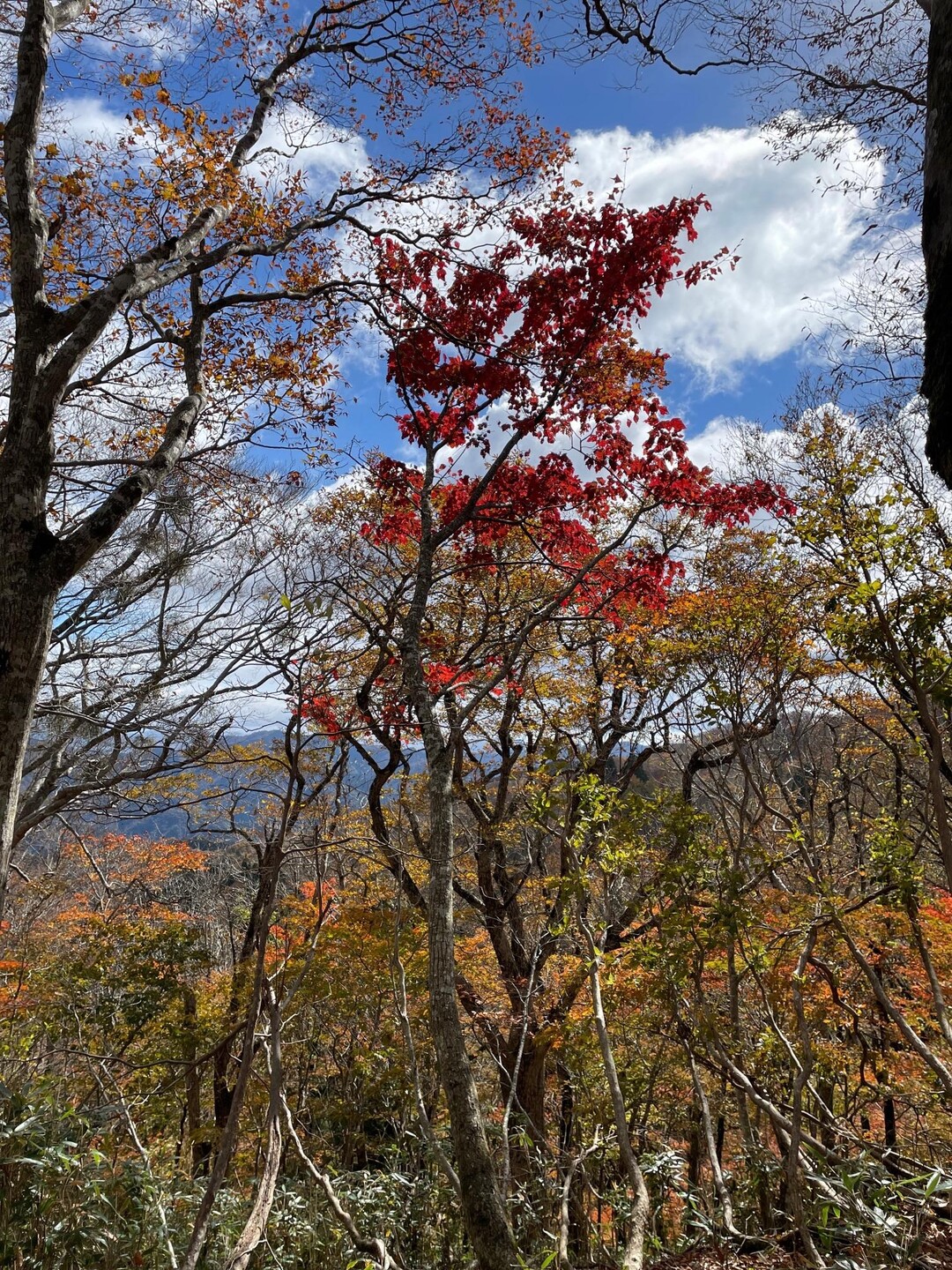 秋のふれあい登山会 赤谷山 宍粟50名山 / みきおちゃんさんの赤谷山の活動データ | YAMAP / ヤマップ