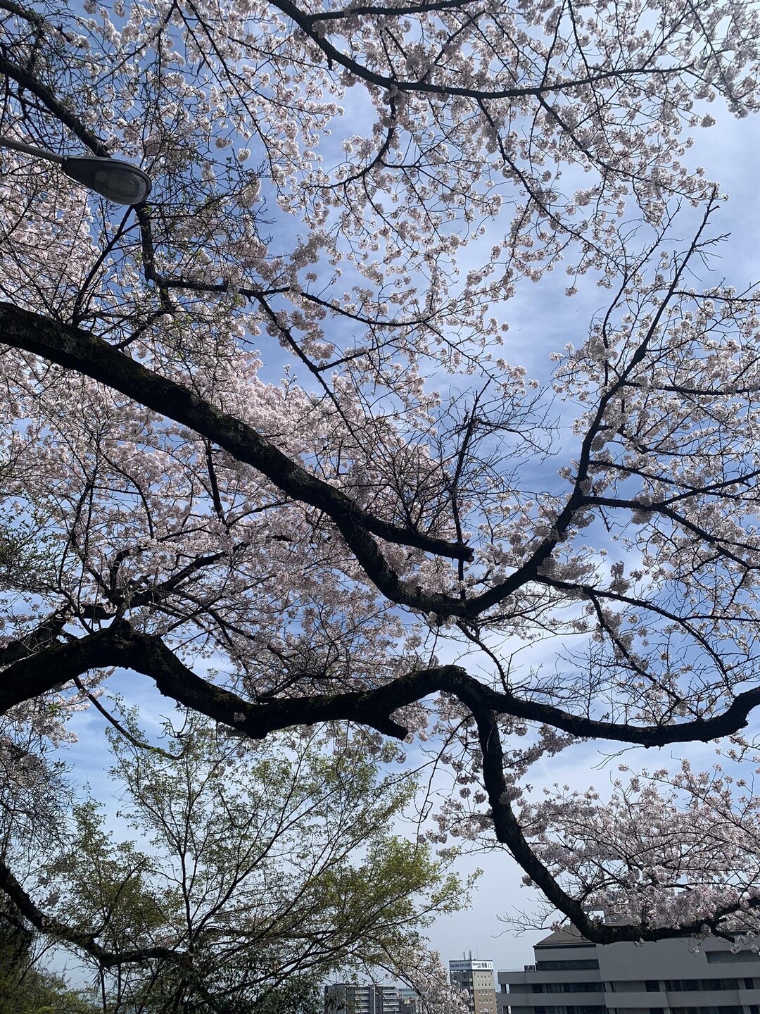 音羽山・兜山 / pu_sanさんの音羽山・醍醐山の活動データ | YAMAP / ヤマップ