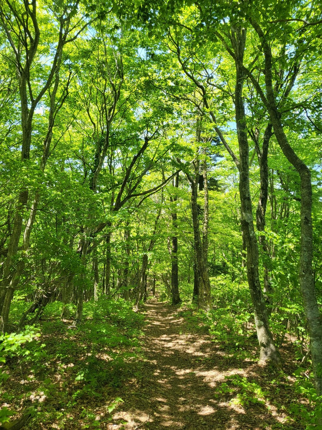 八ヶ峰 / montanaさんの八ヶ峰の活動データ | YAMAP / ヤマップ