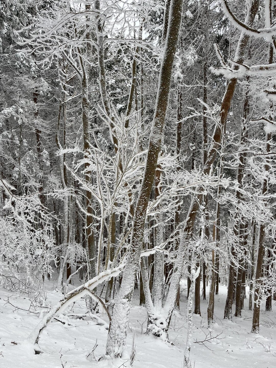 三峰山 / RINAさんの三峰山・学能堂山・栗ノ木岳の活動データ | YAMAP / ヤマップ