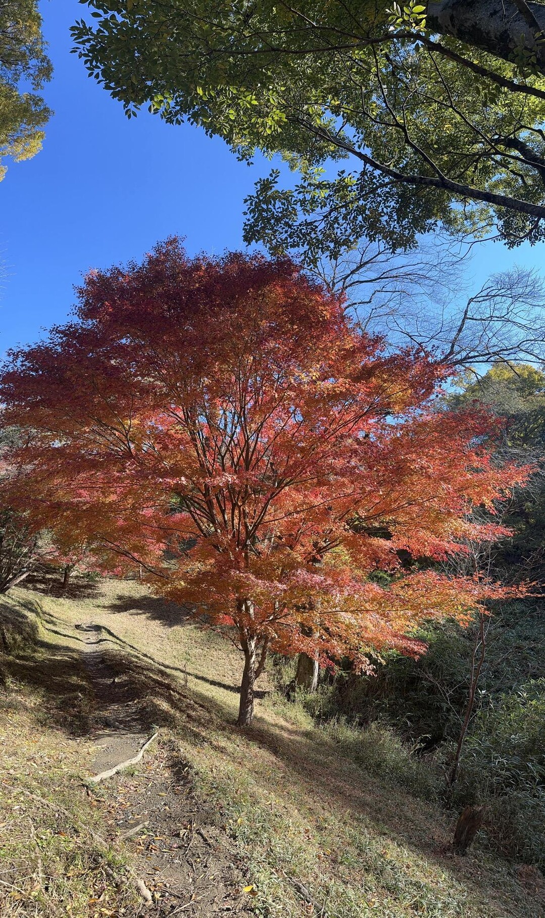 五月山紅葉情報②2024/11/28 色... / ERlii*さんのモーメント | YAMAP / ヤマップ