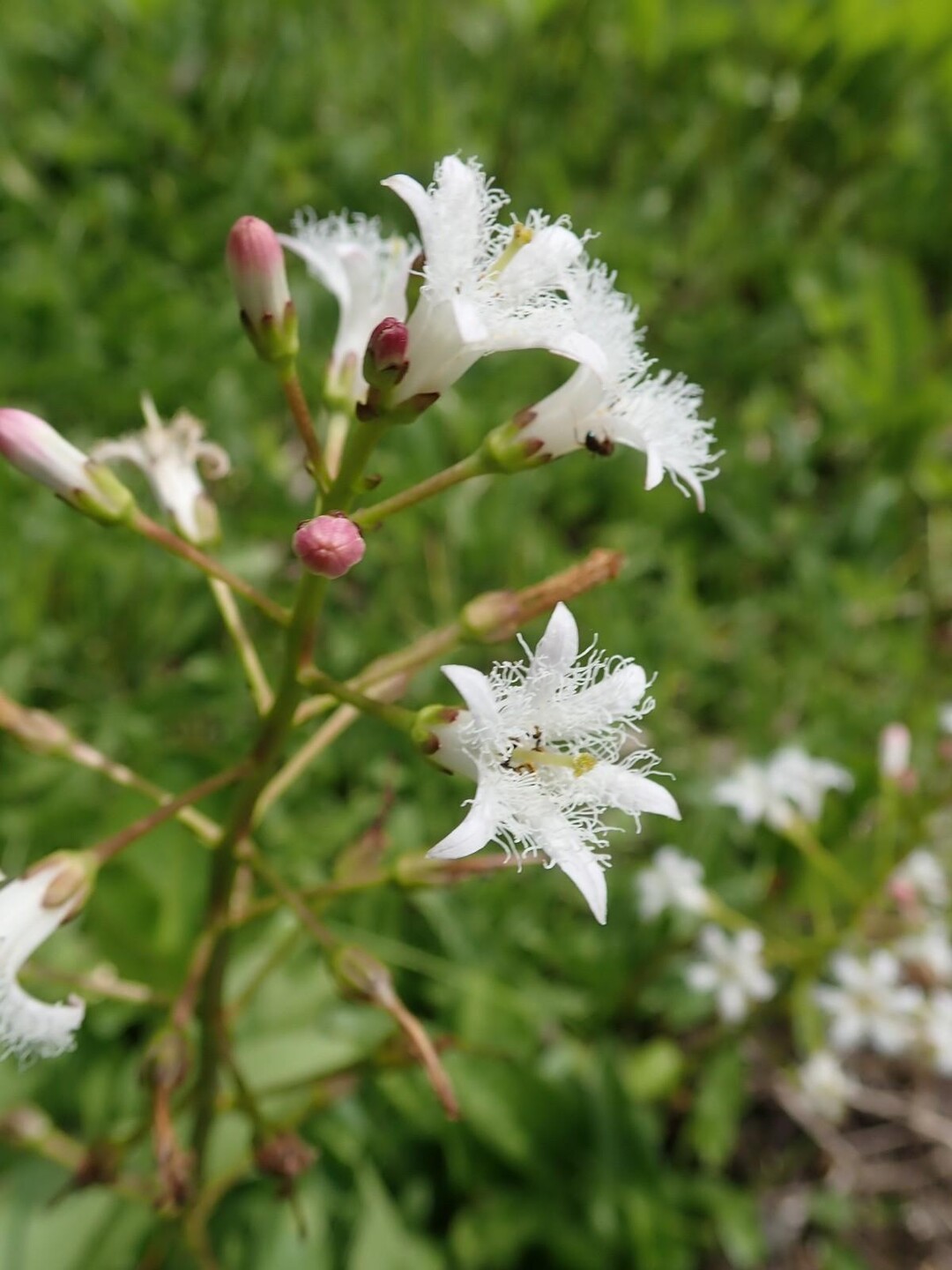 天筒山・深山寺御山 / sumiさんの天筒山・中池見湿地の活動データ | YAMAP / ヤマップ