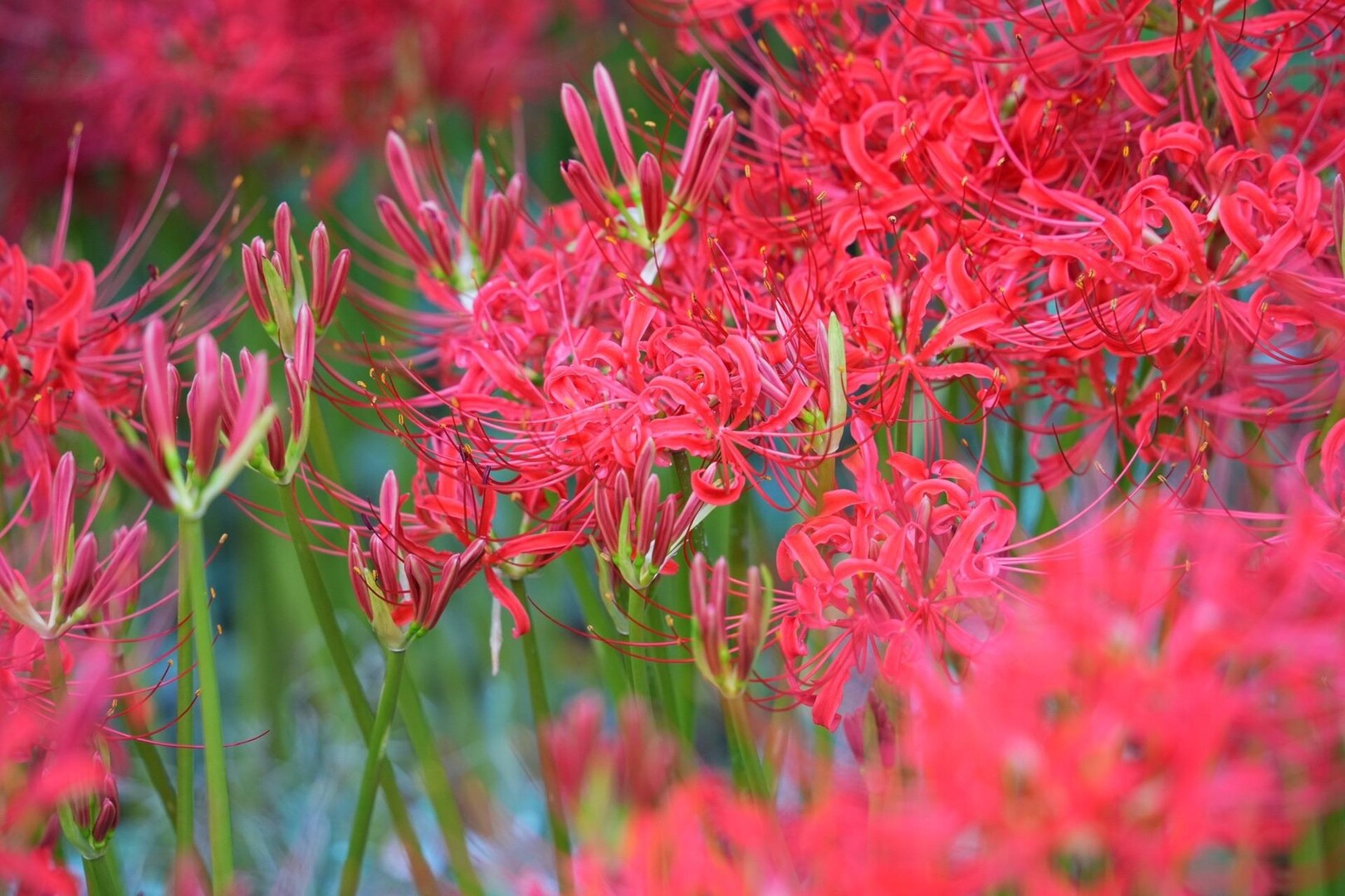 塩山ふれあいの森の彼岸花が綺麗でした。 / uchidamaさんのモーメント | YAMAP / ヤマップ
