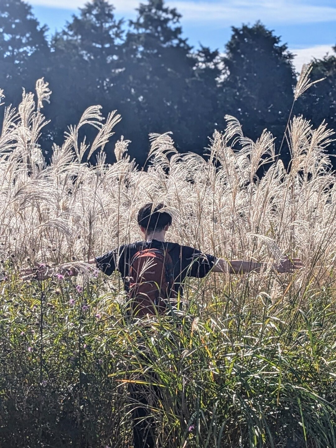 花ススキの岩湧山【きゅうざかの道ピストン】 / BACK TO THE NATUREさんの岩湧山・一徳防山・三石山の活動データ | YAMAP / ヤマップ