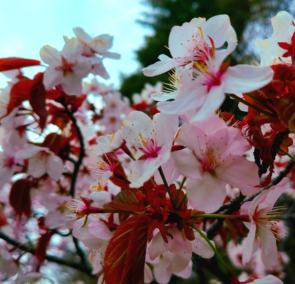 今年のサクラーズ 🌸開花 本気モー... / Mt. Y’sさんのモーメント | YAMAP / ヤマップ