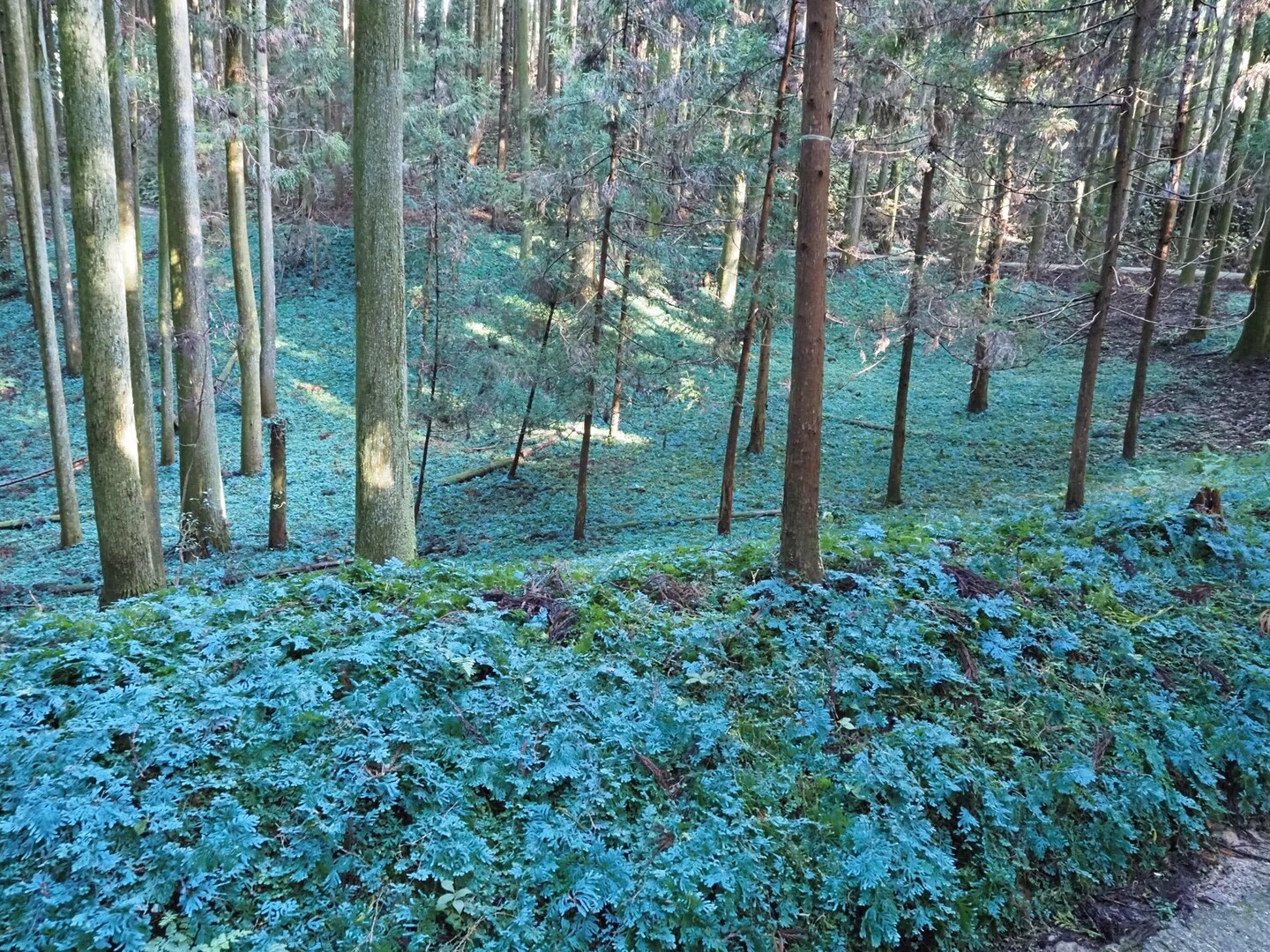 英彦山巡礼ルート【大根地山】 / いのさんの英彦山巡礼路 春峰ルートの活動データ | YAMAP / ヤマップ