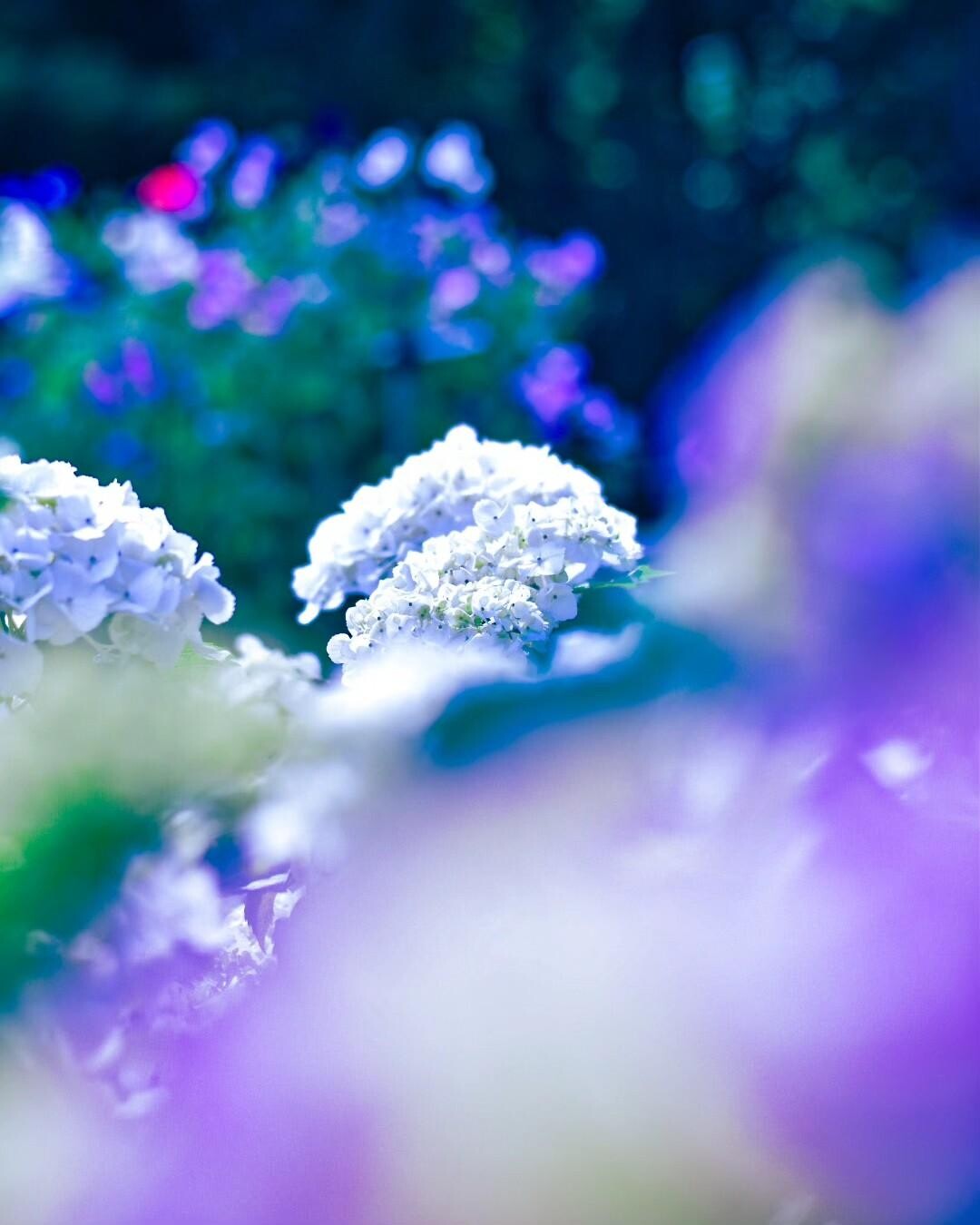 あじさい / GIさんのモーメント | YAMAP / ヤマップ