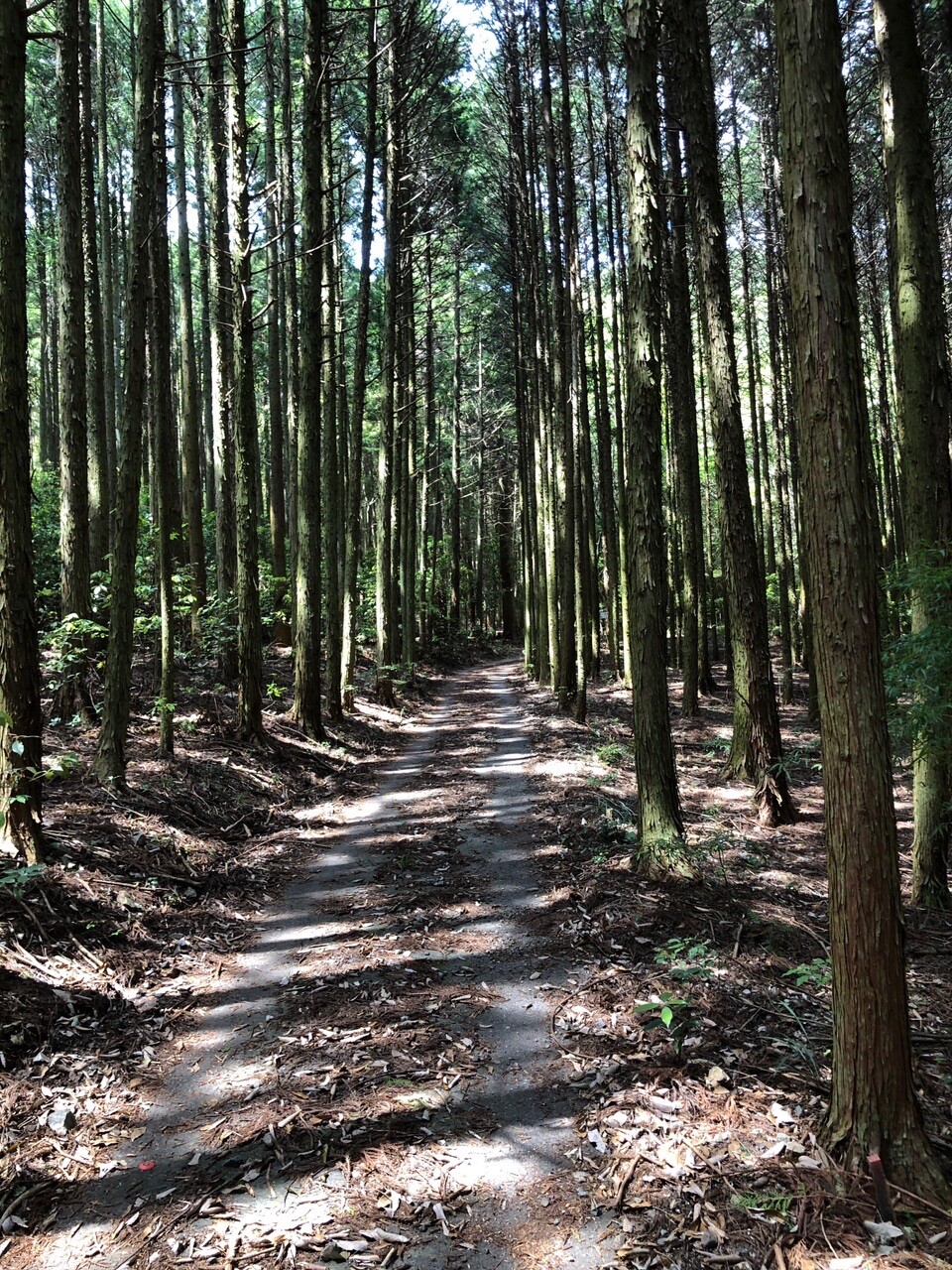 蓮華山・蓮華山西峰・火打岩・ツガ尾ノ頭・河内蓮華山 聡さんの蓮華山・鞍掛山・廿木山の活動データ Yamap ヤマップ