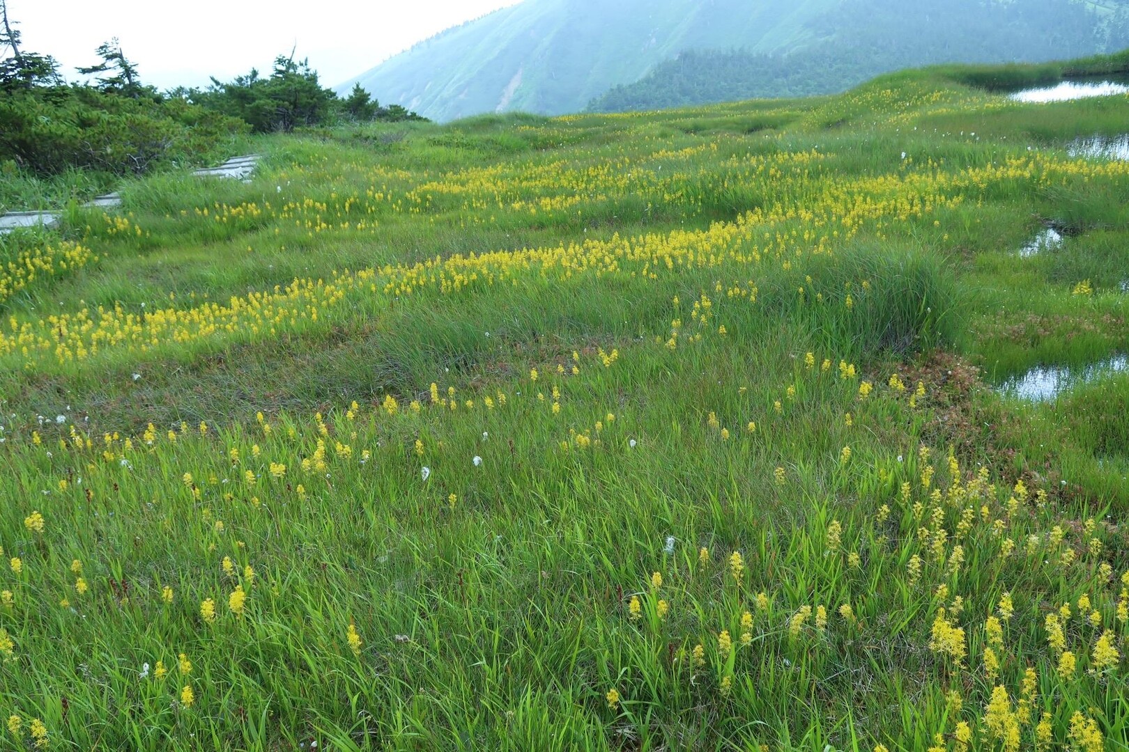 晴天から急変 ズブ濡れの平ヶ岳 / eigoさんの平ヶ岳・台倉山・池ノ岳の活動データ | YAMAP / ヤマップ