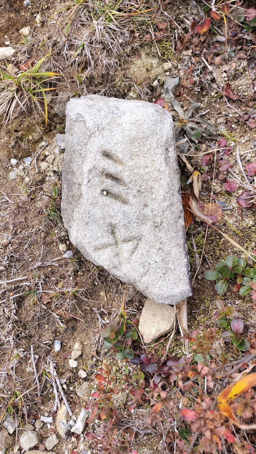 ユーザー宮のページ | YAMAP / ヤマップ