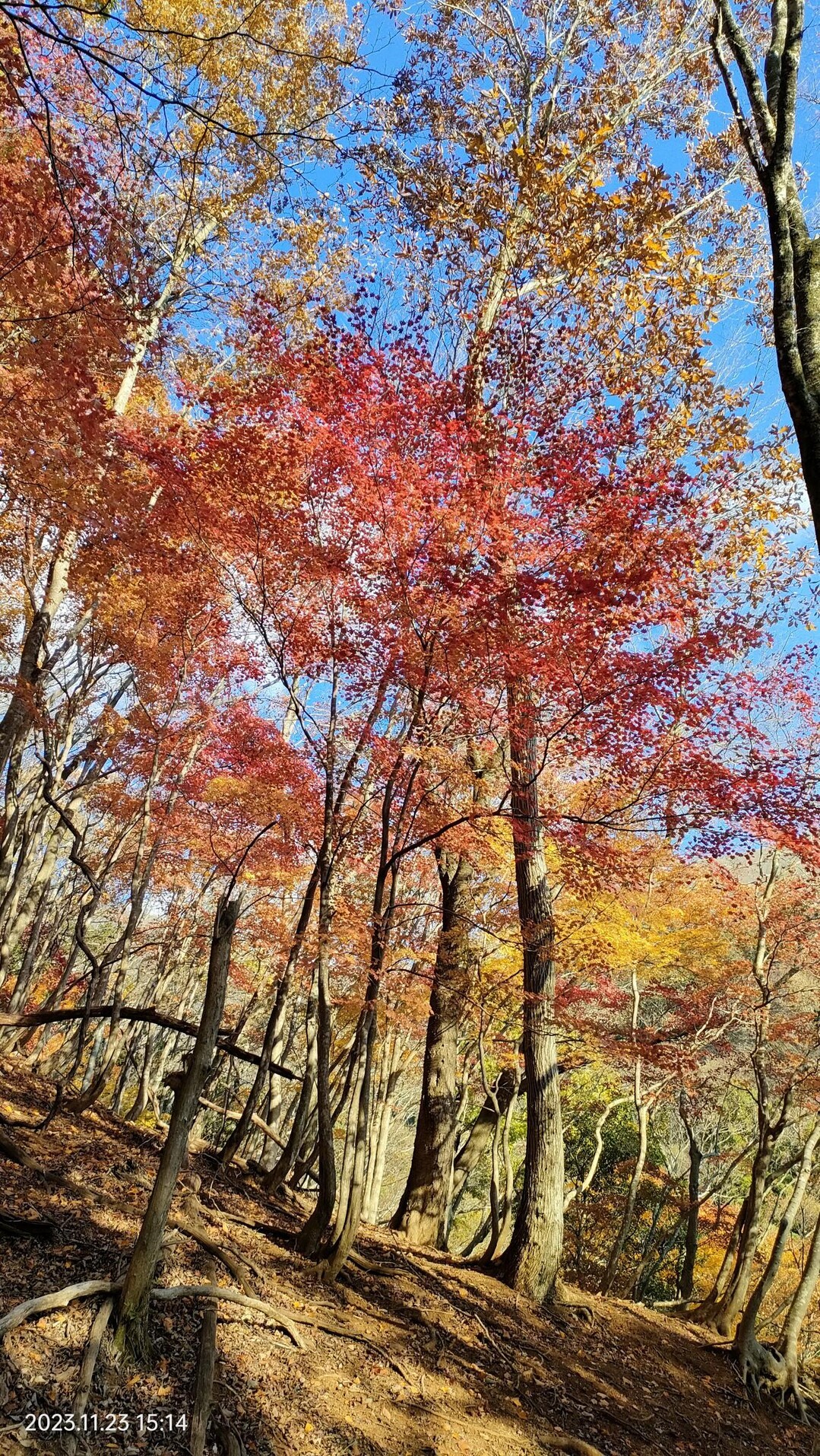 南霊岳・霊仙山最高点・霊仙山 / S kazuさんの霊仙山の活動データ | YAMAP / ヤマップ