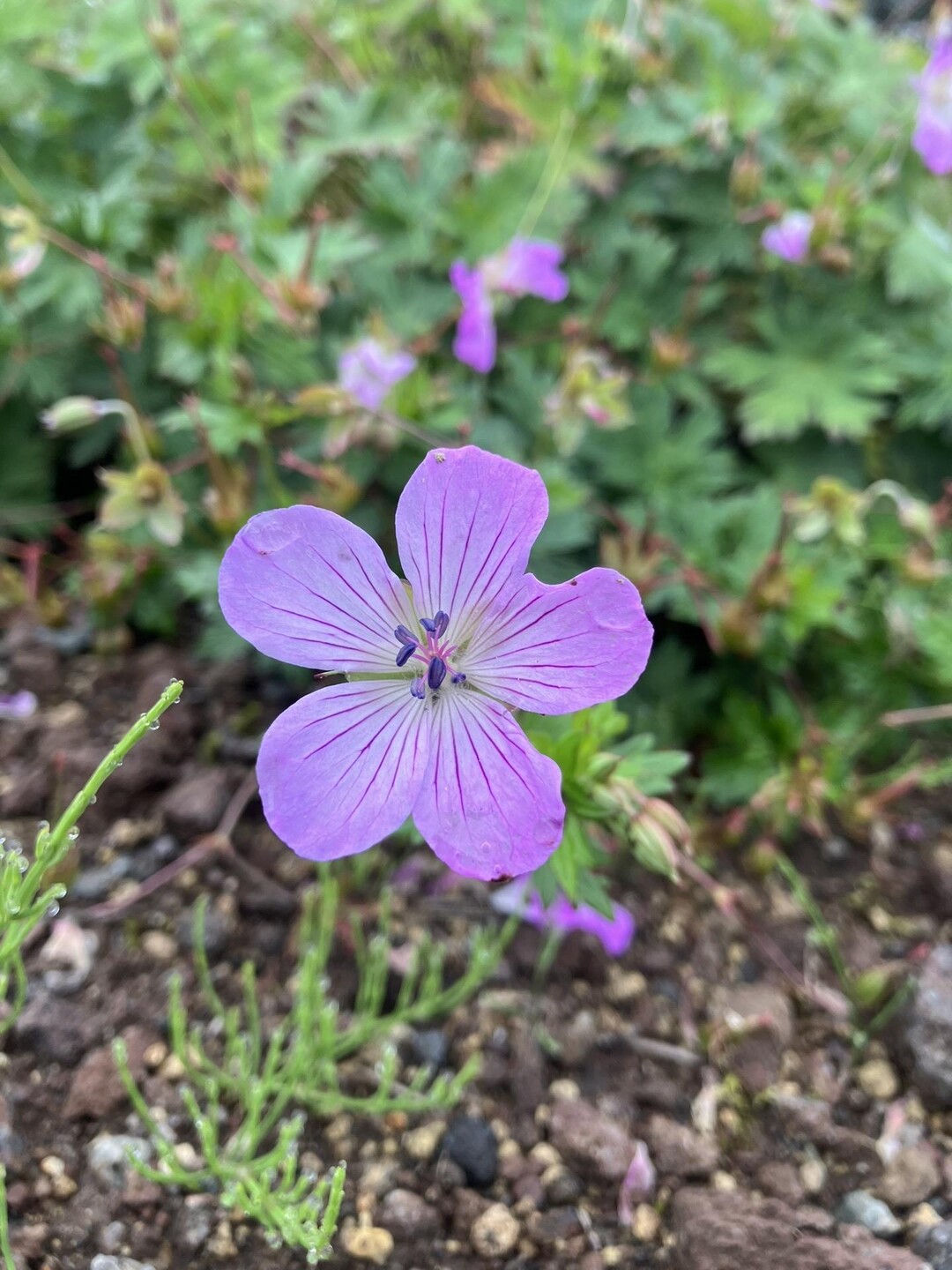 日光白根山 / ayumiさんの日光白根山・五色山・錫ヶ岳の活動データ | YAMAP / ヤマップ