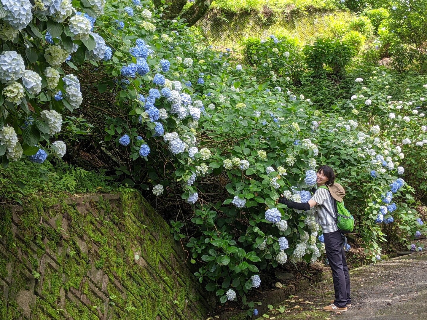 生駒山へ紫陽花を見に行く / motusan さんの生駒山・神津嶽・大原山の活動データ | YAMAP / ヤマップ